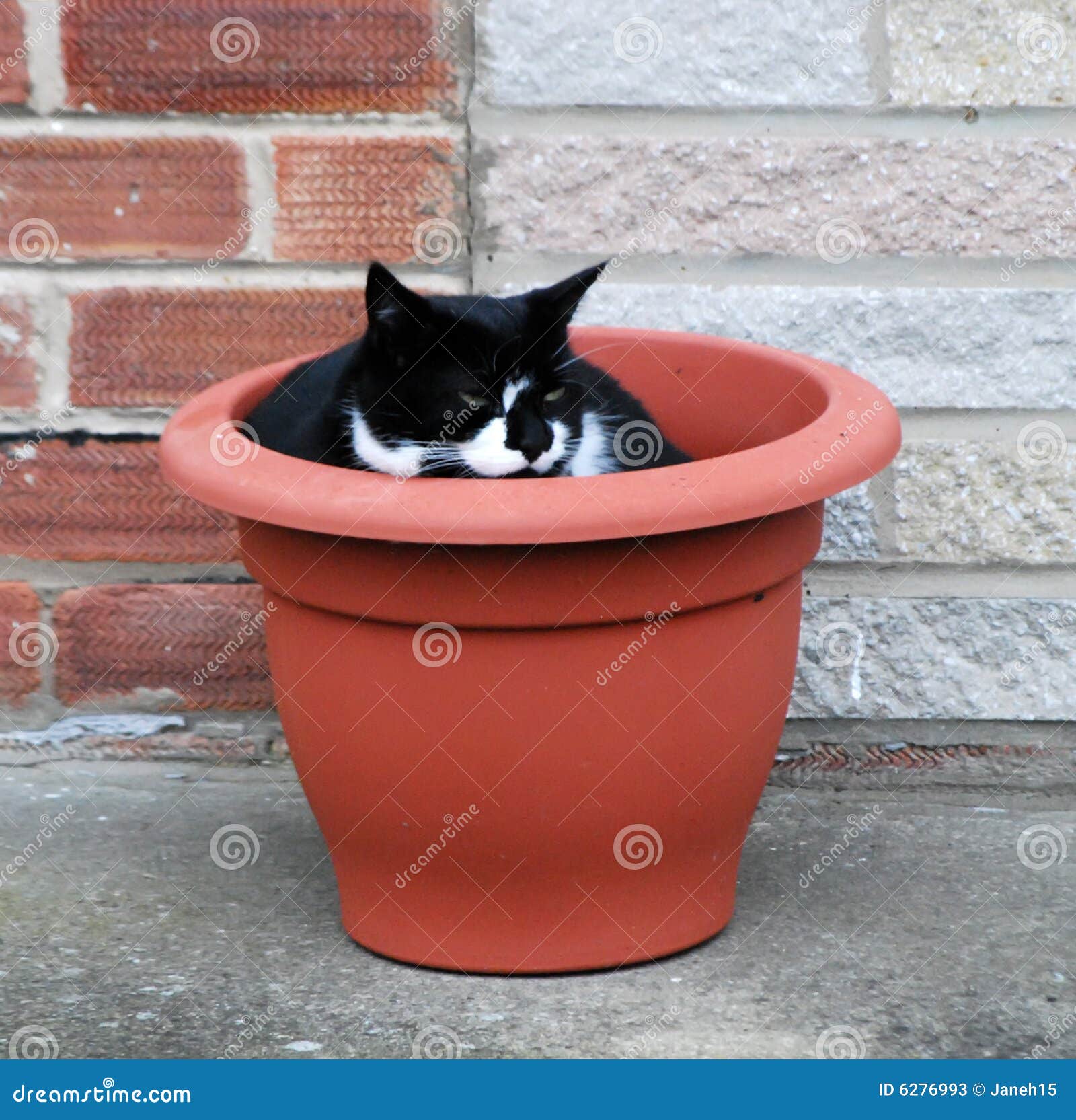 Dozy Cat Picture. Image: 6276993