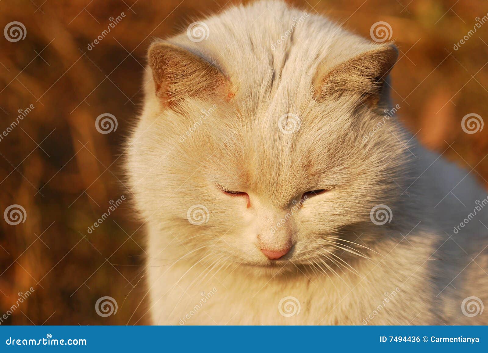 Dozy cat stock photo. Image of wise, street, dozy, lazy - 7494436