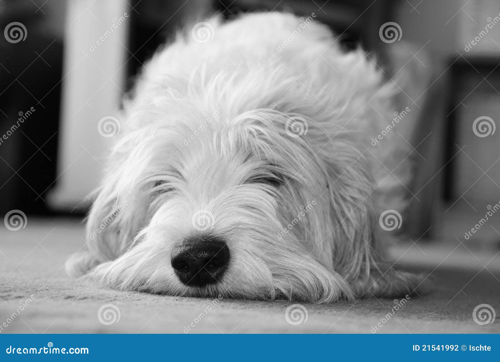 Dozy dog stock photo. Image of sleepy, sleeping, vendeen - 21541992