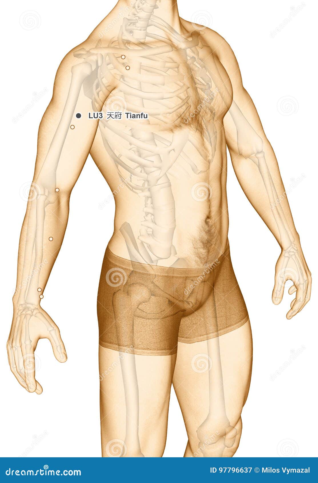 Dra Akupunktur Peka LU3 Tianfu, Illustrationen 3D Stock Illustrationer - Illustration av ...