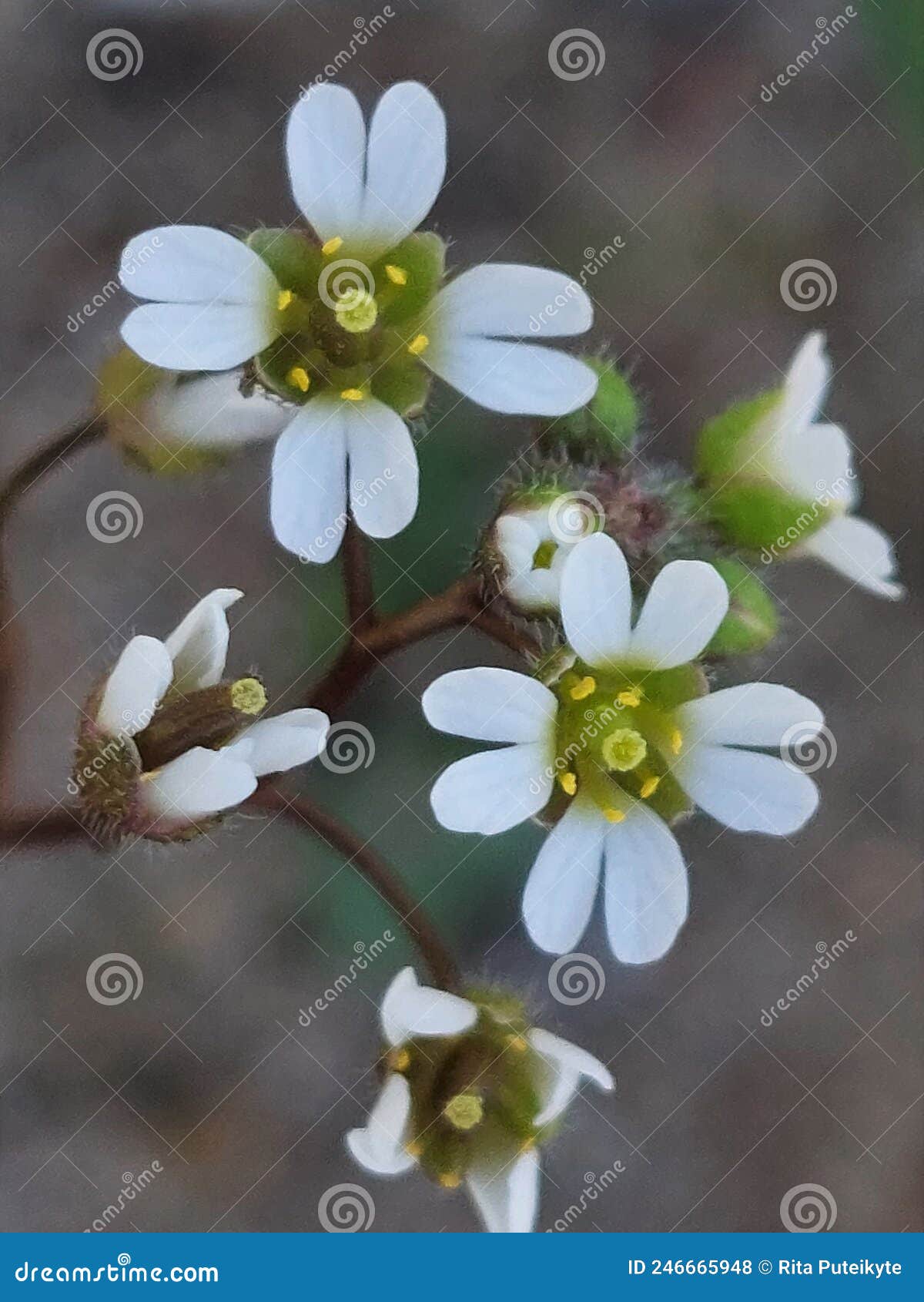 Draba Verna stock photo. Image of nailwort, vernal, lithuania - 246665948