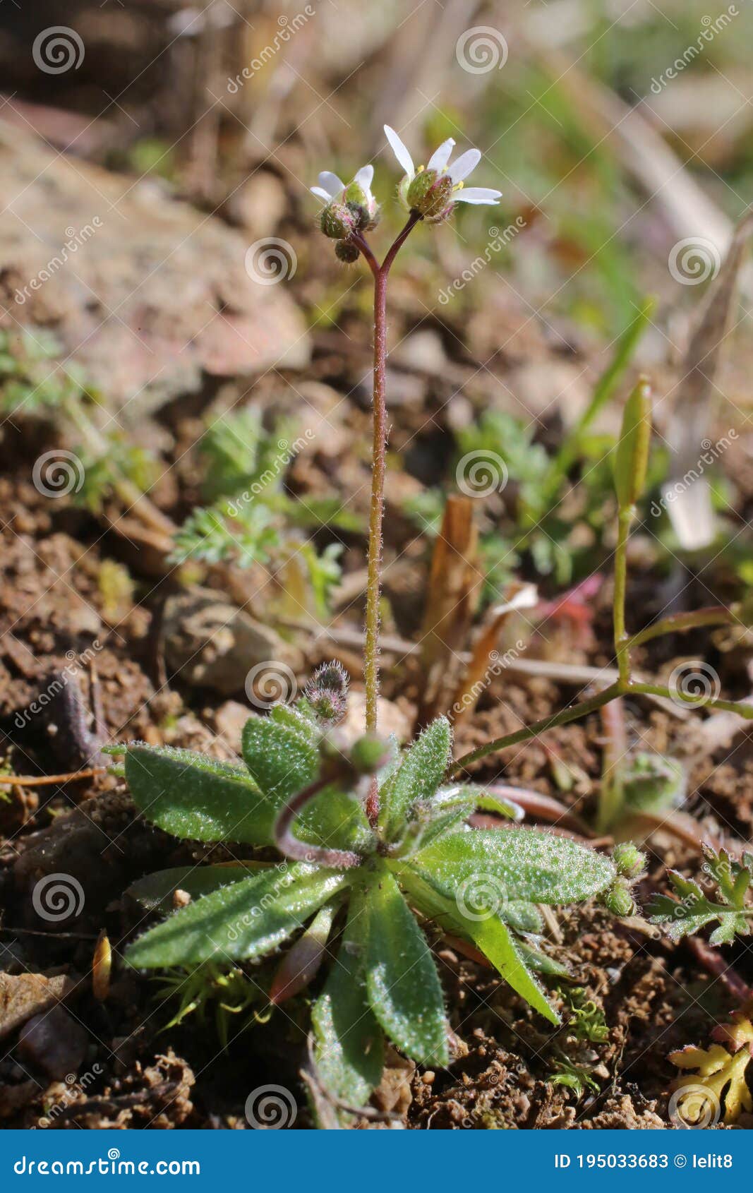 Draba Verna. Wild Plant Shot in the Spring. Stock Image - Image of ...