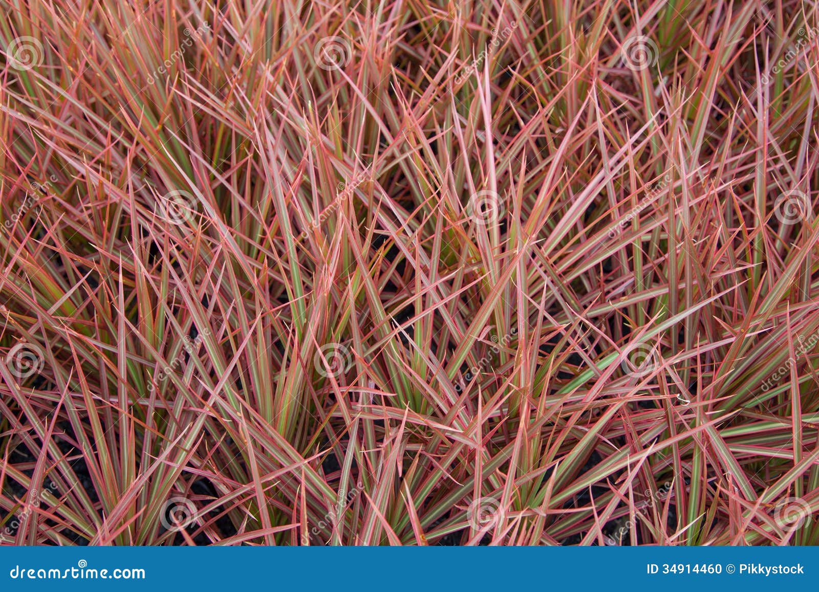 Dracaena cincta tricolor stock photo. Image of nature - 34914460