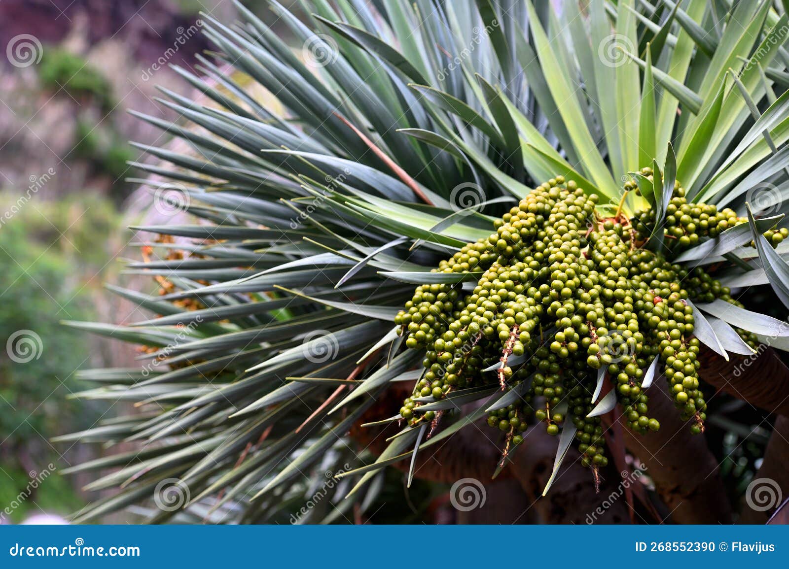 Dracaena Draco, Dragon Tree Stock Photo - Image of landscape, dragon ...