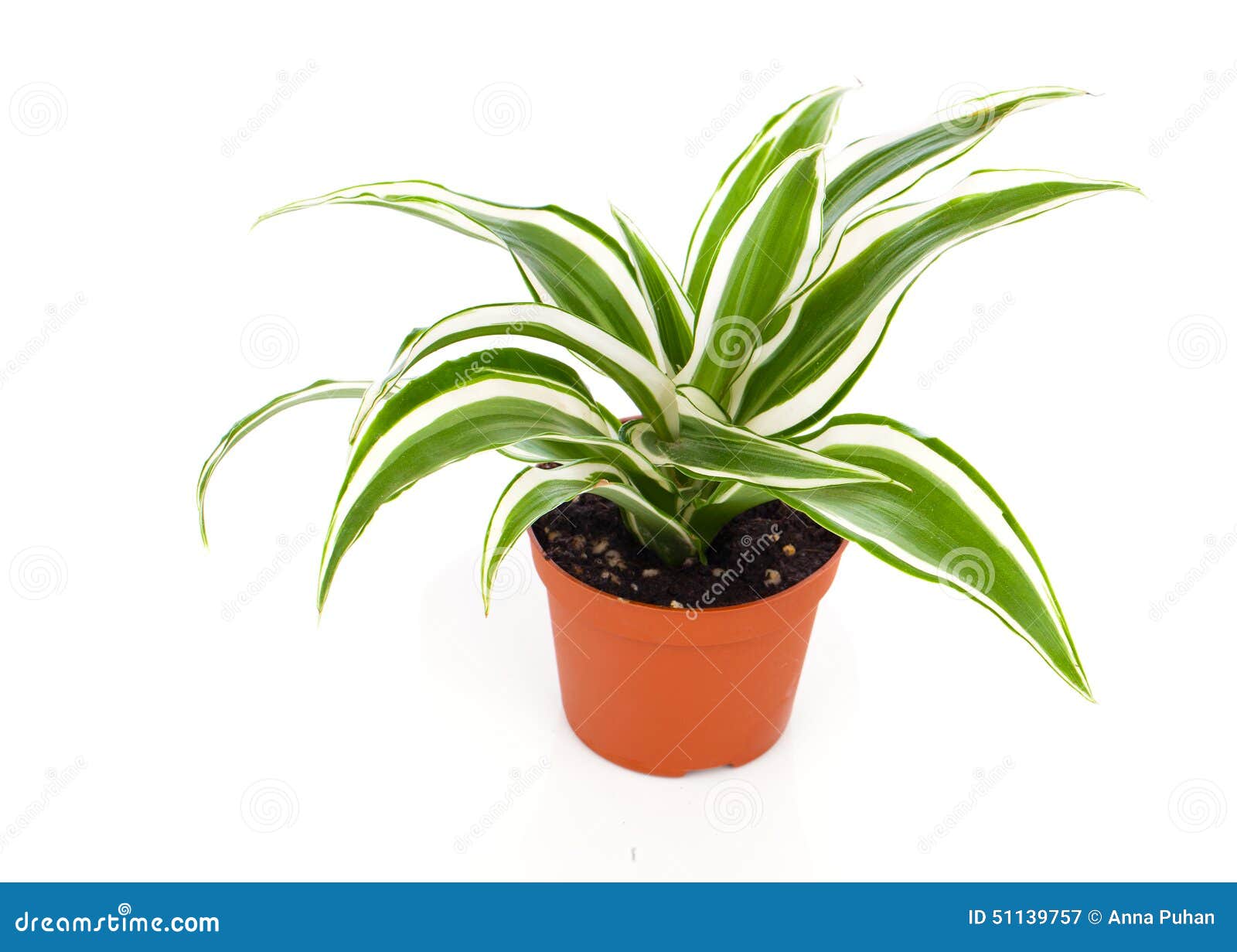 Dracaena Fragrans (cornstalk Dracaena) Stock Image - Image of lush ...