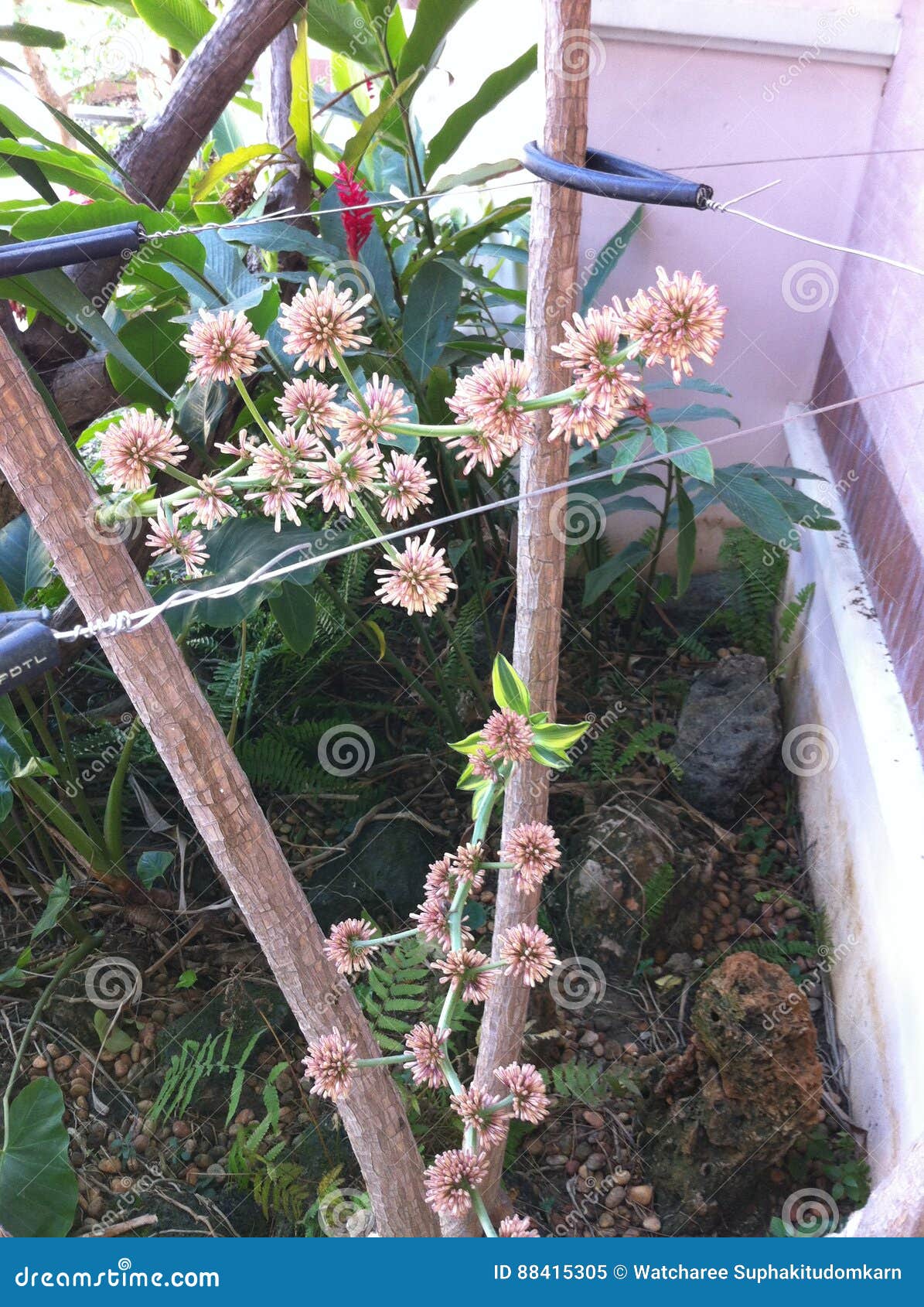 Dracaena fragrans flower. stock image. Image of botanical - 88415305