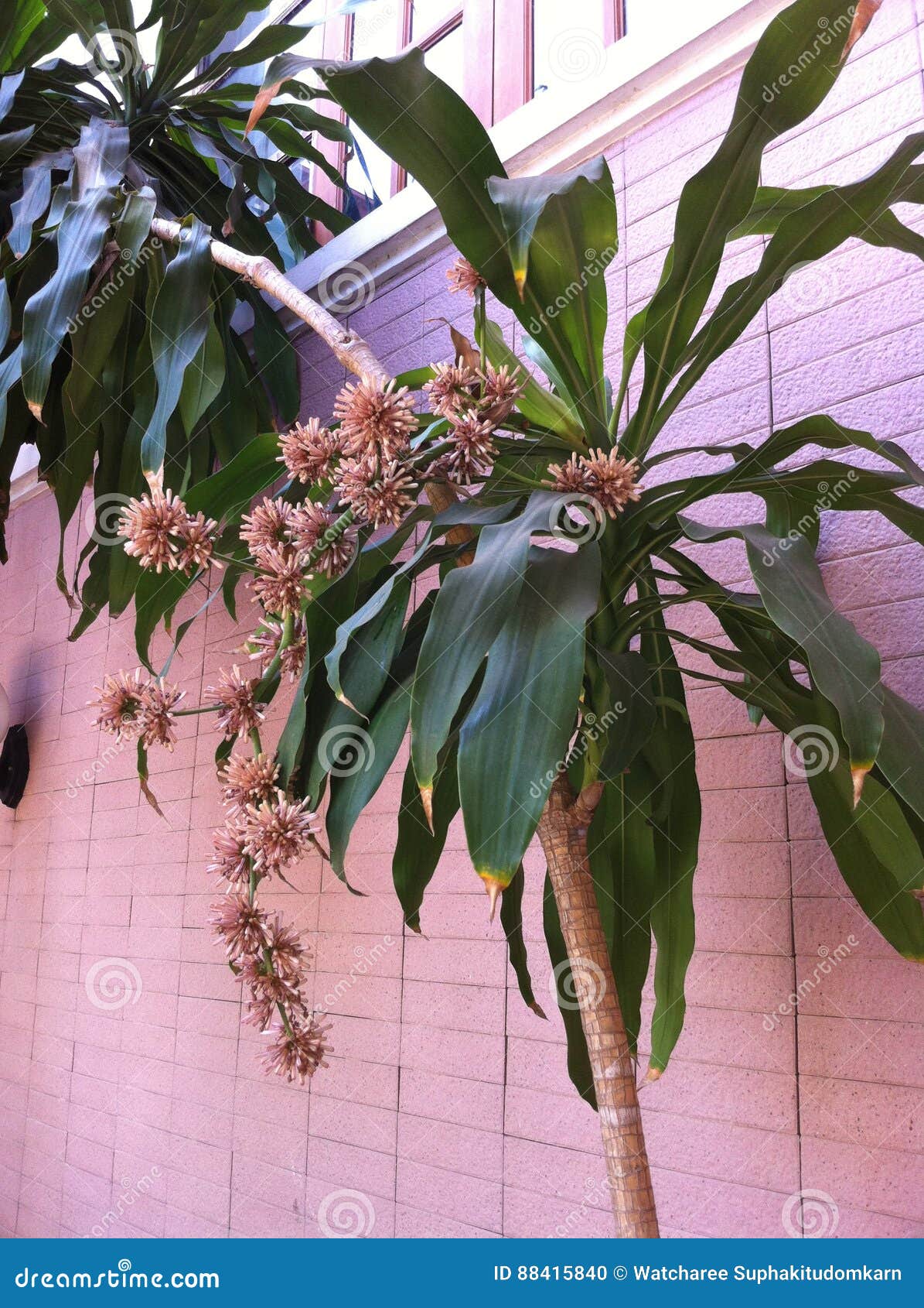 Dracaena fragrans flower. stock photo. Image of glossy - 88415840