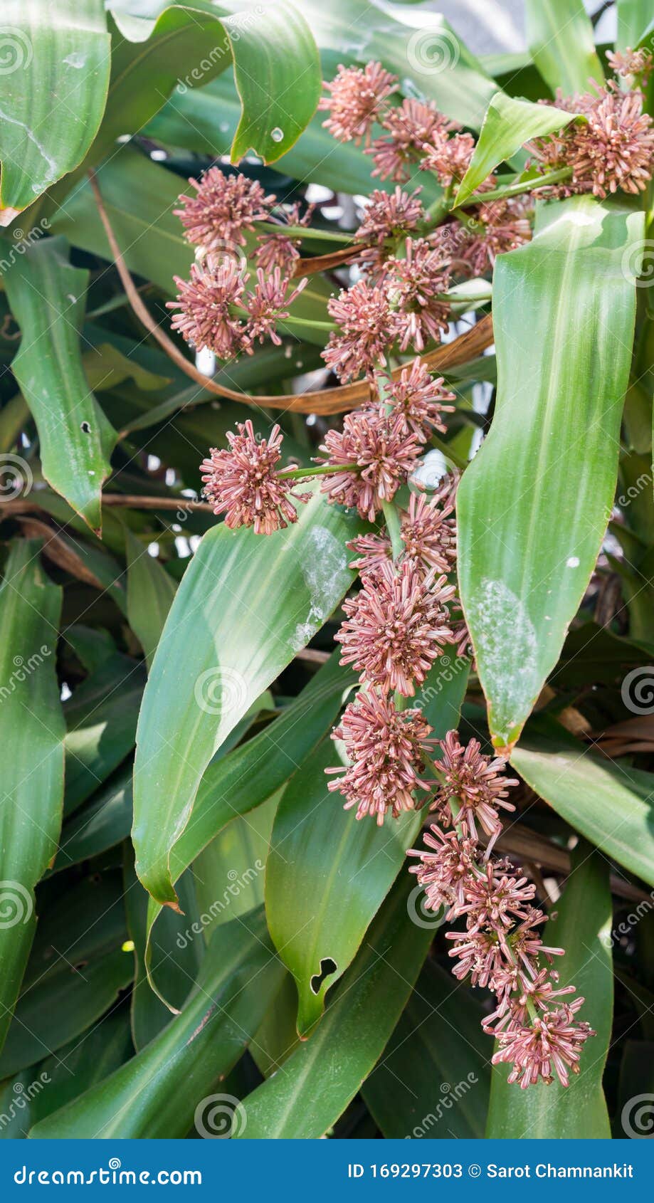 Dracaena fragrans stock image. Image of closeup, decorative - 169297303