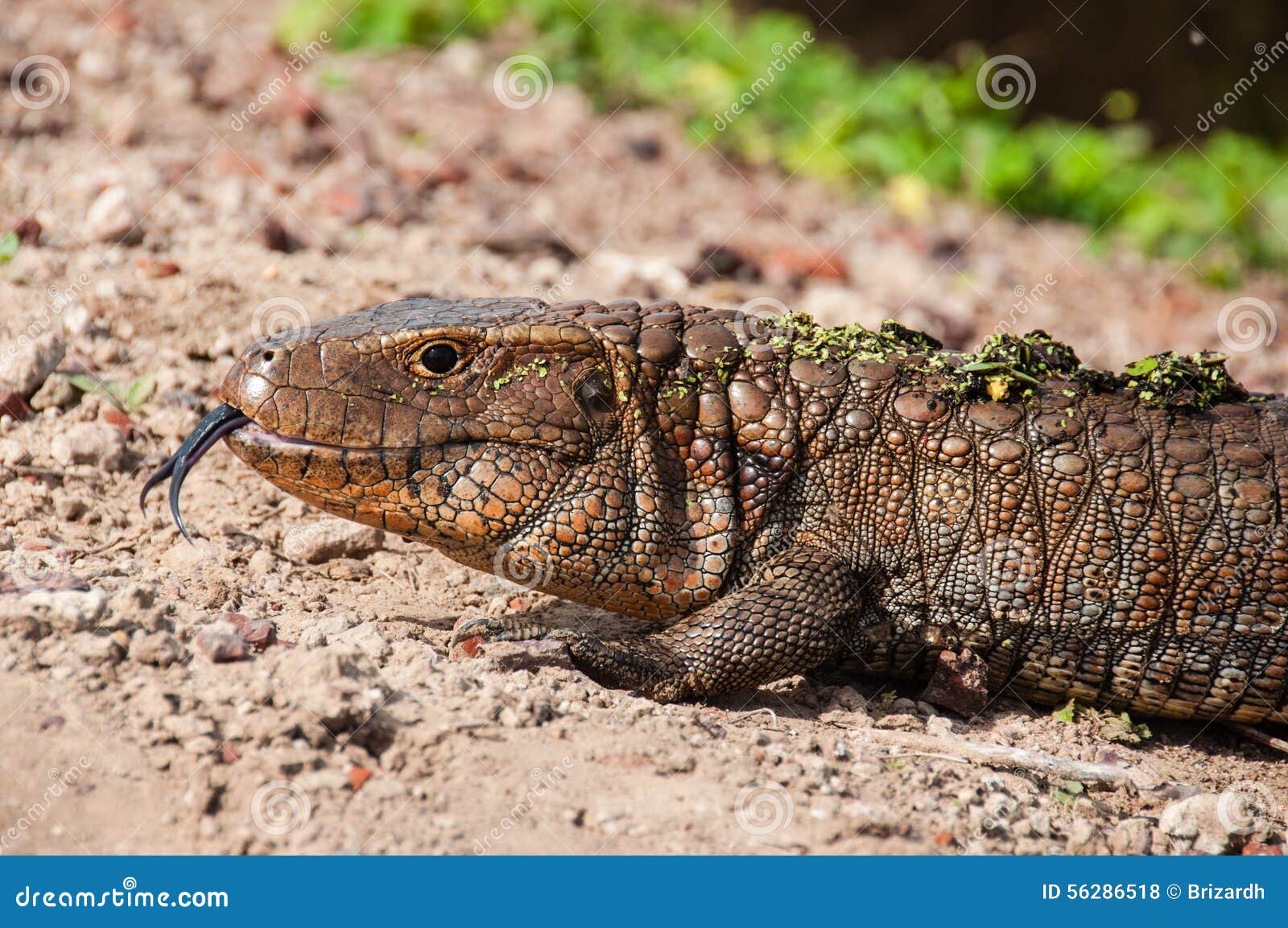 Dracaena (Lizard), in the South Pantanal of Brazil Stock Photo - Image ...