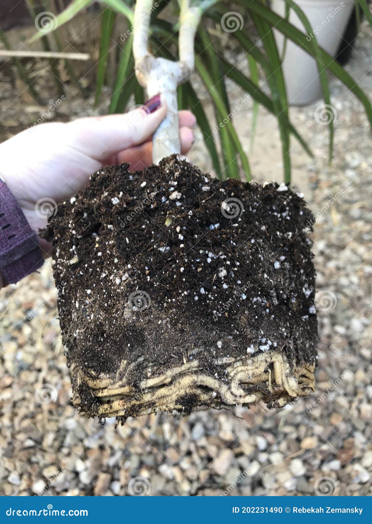 Dracaena Marginata Roots 0755 Stock Photo - Image of asparagaceae ...