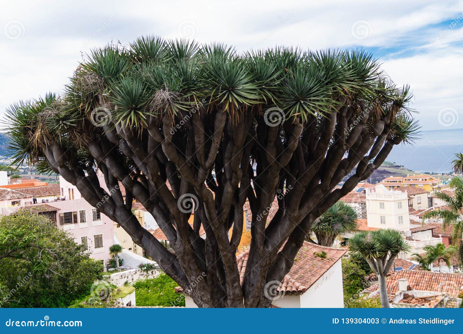 Dracaena Marginata tree stock image. Image of beautiful - 139304003