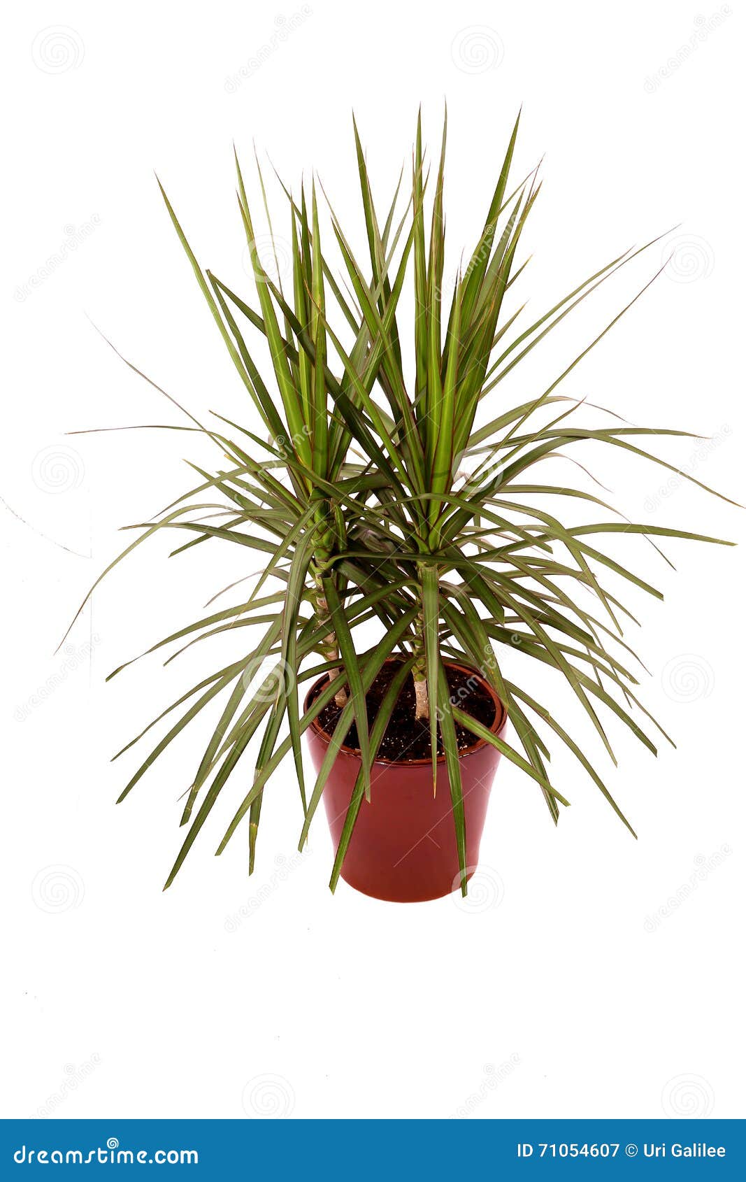 Dracaena Marginata Tree (dragon Tree) Flowerpot Stock Image - Image of ...