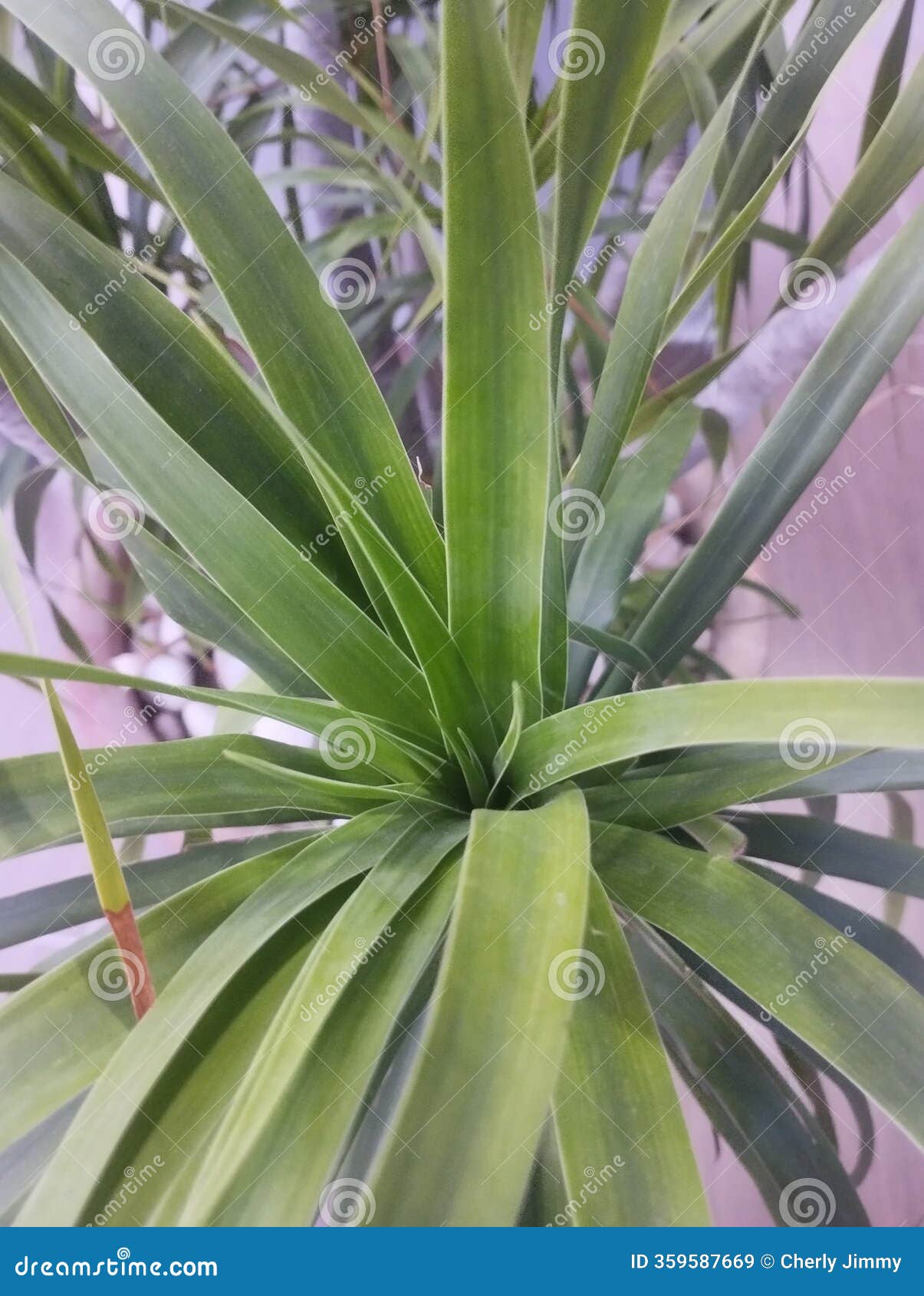 Dracaena Marginata Which is Also Known As Dragon Plant. Stock Image ...