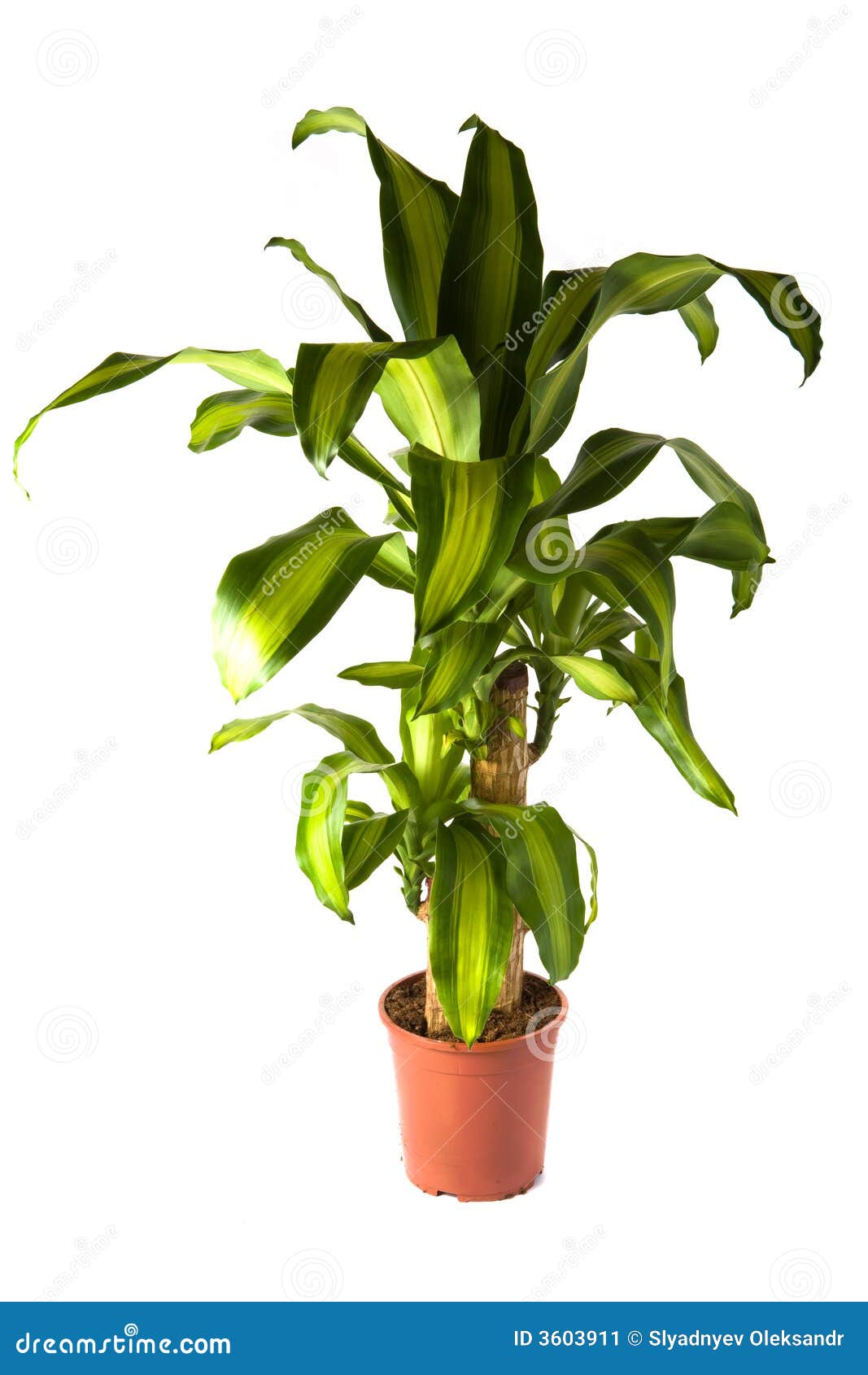 Dracaena Massangeana stock image. Image of garden, bright - 3603911