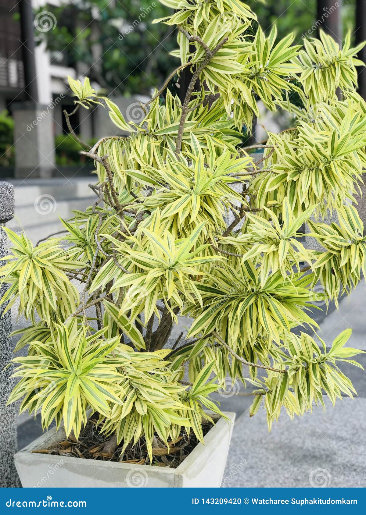 Dracaena Reflexa or Song of India. Stock Photo - Image of color, bright ...