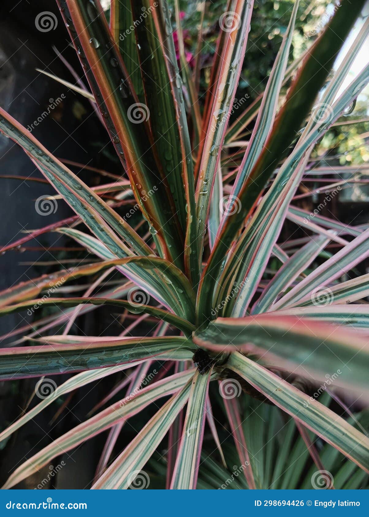 Dracaena tricolor flower stock photo. Image of tropics - 298694426