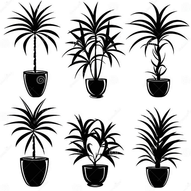 Dracaena Vand Pot Plant Icon Set Dracaena Black White Design Abstract Dracaena Vand Symbol