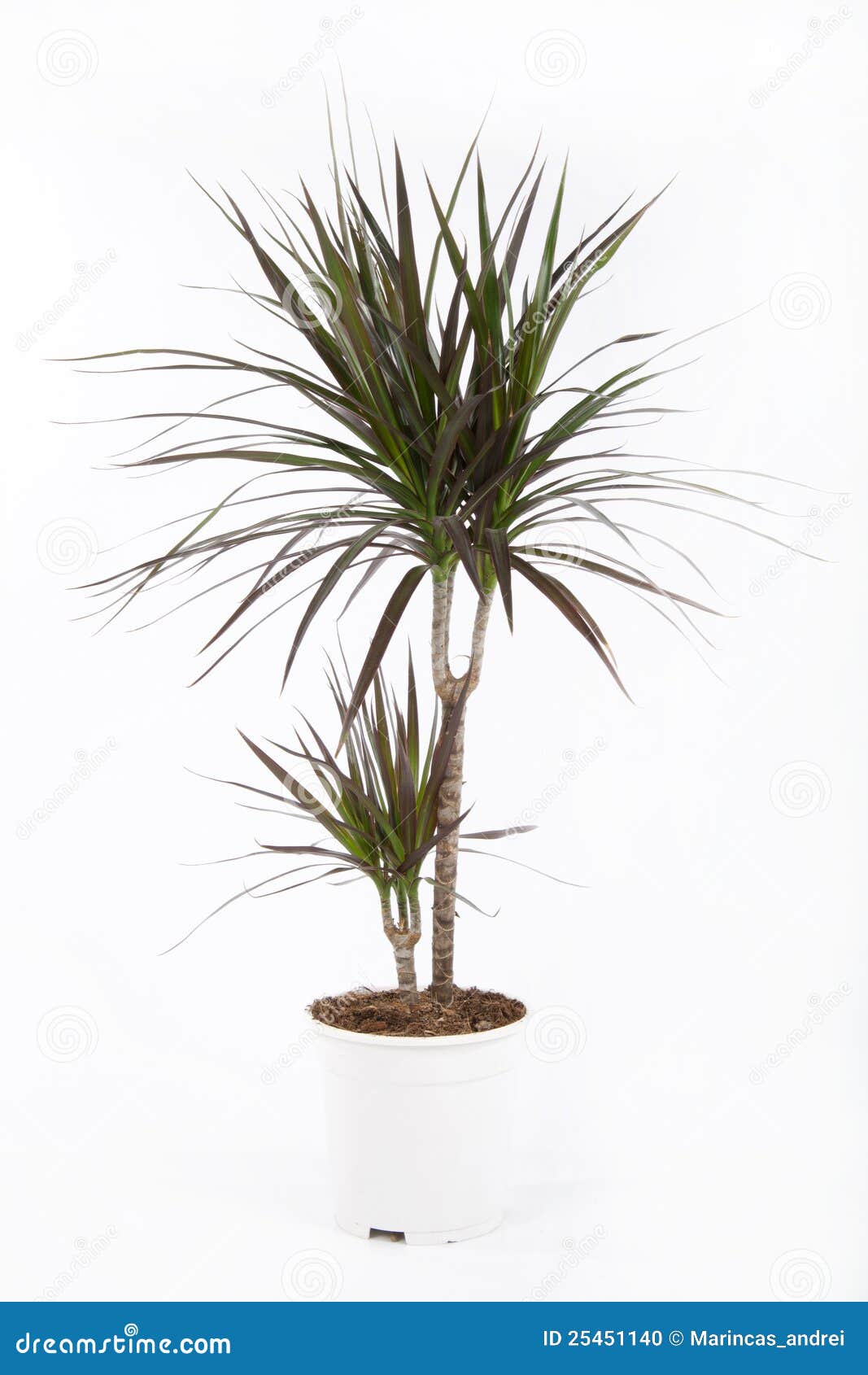Dracena stock photo. Image of growth, botanical, flowerpot - 25451140