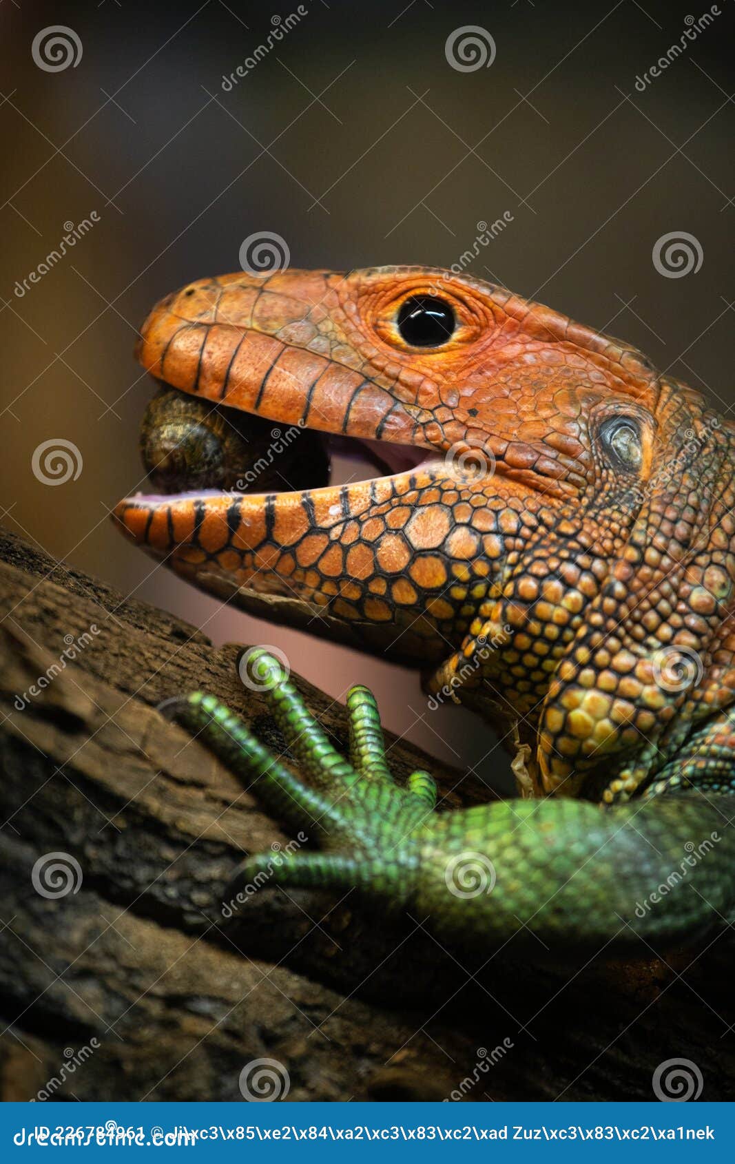 Dracena Crocodile Lizard Eats Snails Stock Image - Image of water, toad ...
