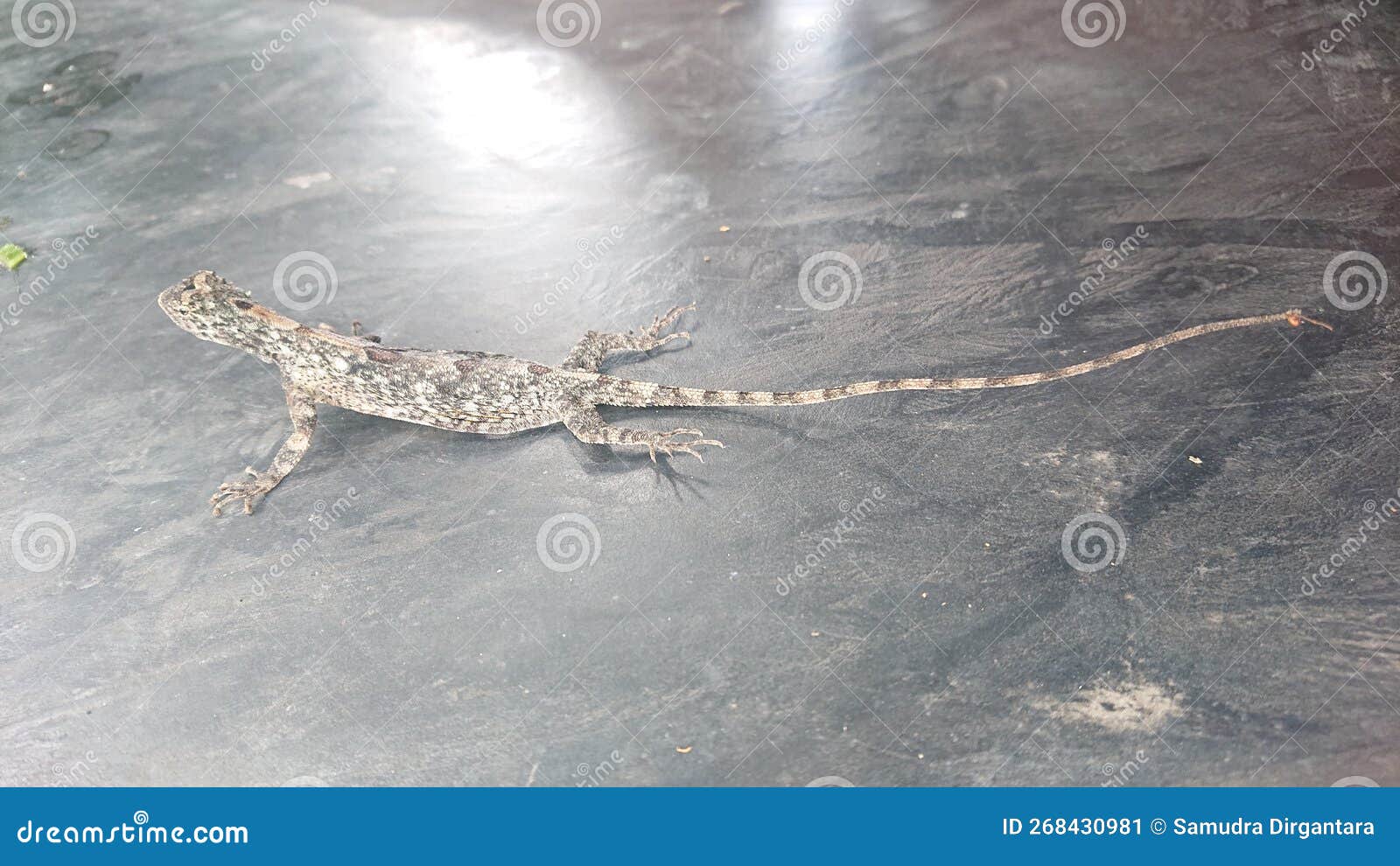 Draco Volans, The Common Flying Dragon On The Tree In Tangkoko National ...
