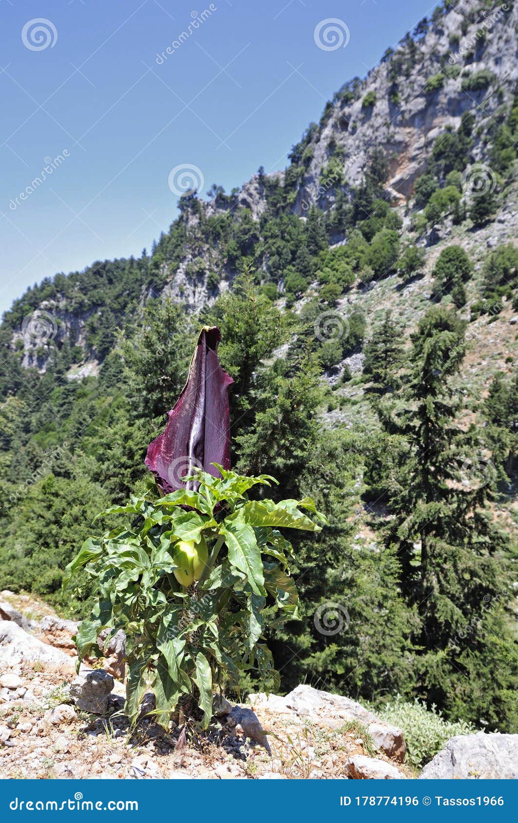 Dragon arum, Crete stock photo. Image of araceae, nature - 178774196