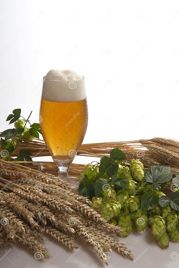 Draft beer with hops stock photo. Image of beverages - 20952006
