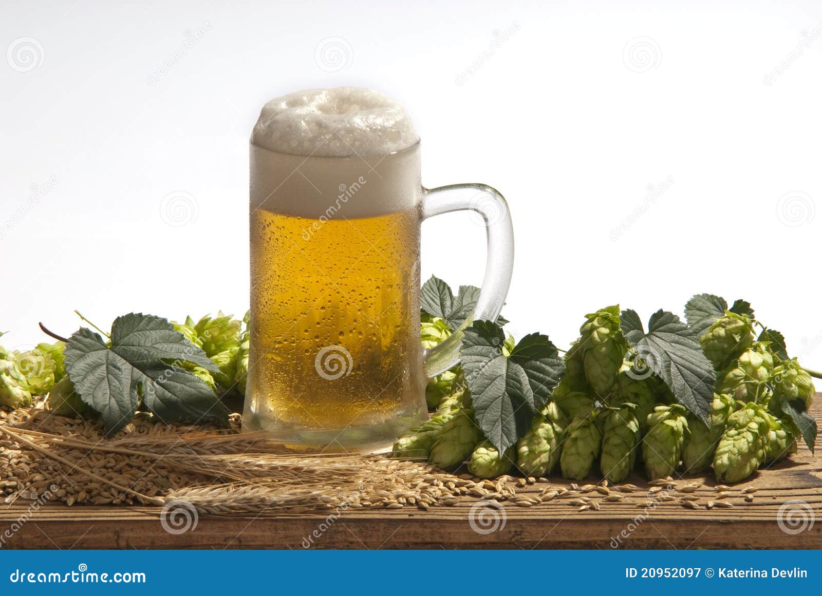 Draft beer with hops stock image. Image of dewy, gourmet - 20952097