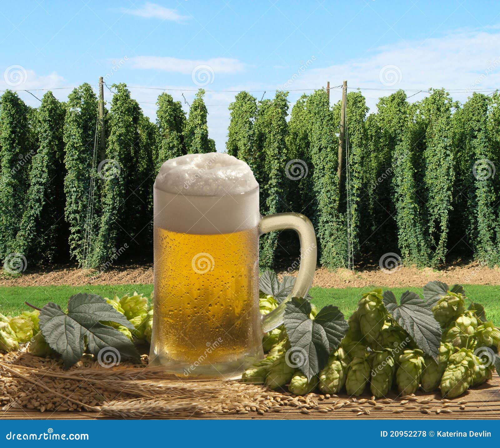 Draft beer with hops stock photo. Image of drunkard, beer - 20952278