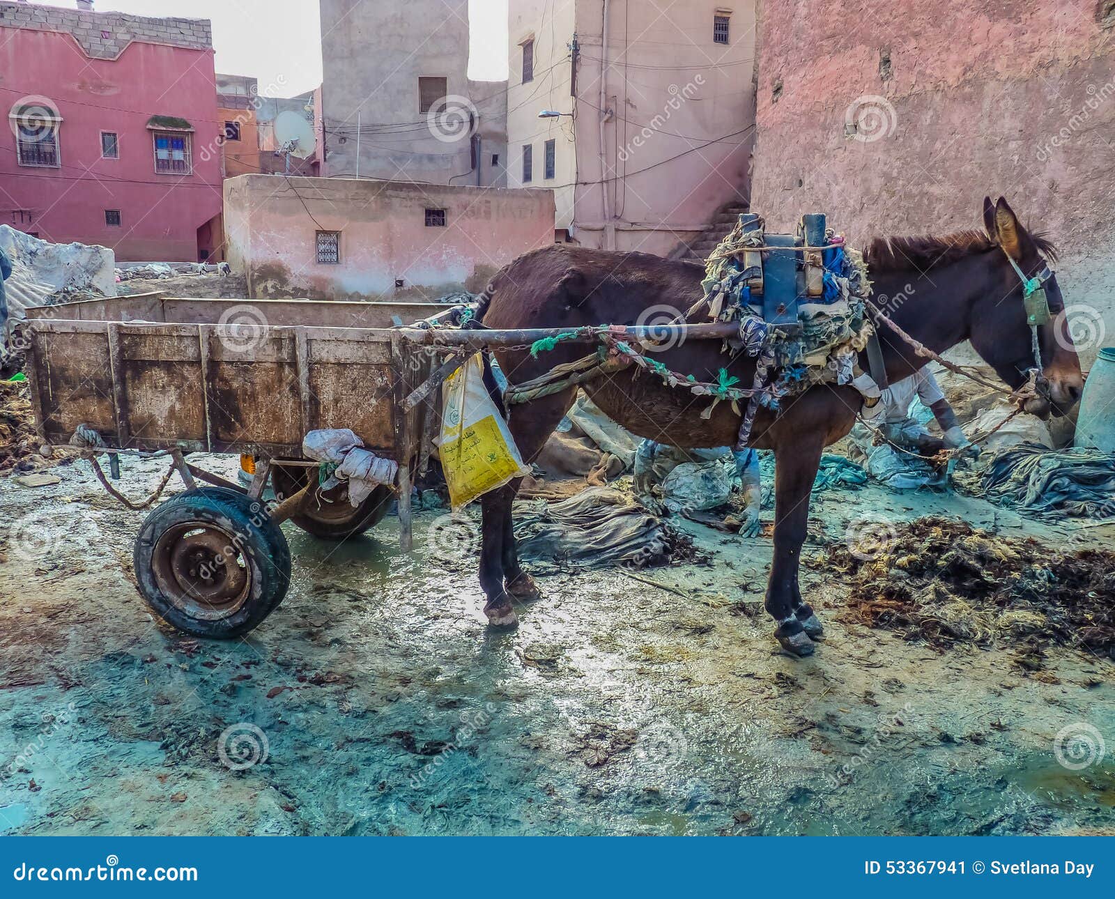 Draft Donkey at Tannery in Marrakech Morocco Stock Image - Image of ...