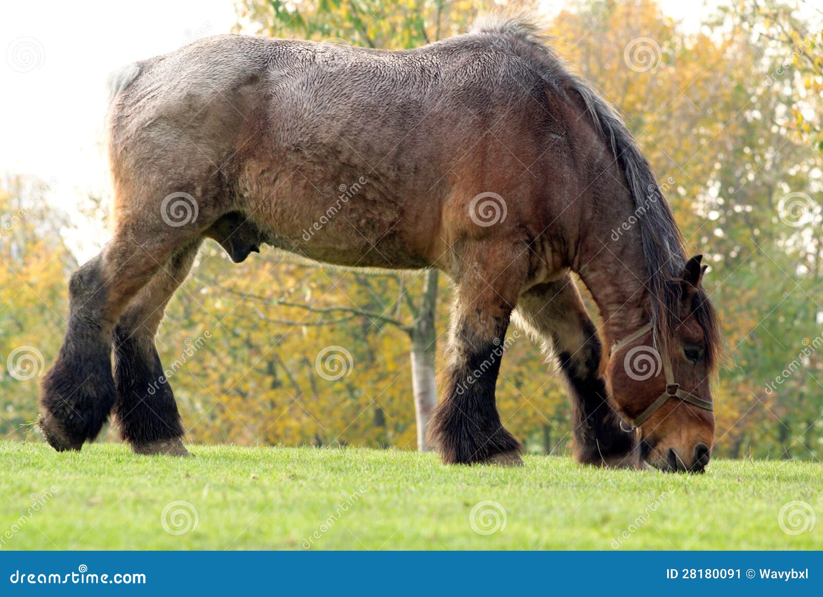 Draft horse stock image. Image of ride, tail, draft, work - 28180091