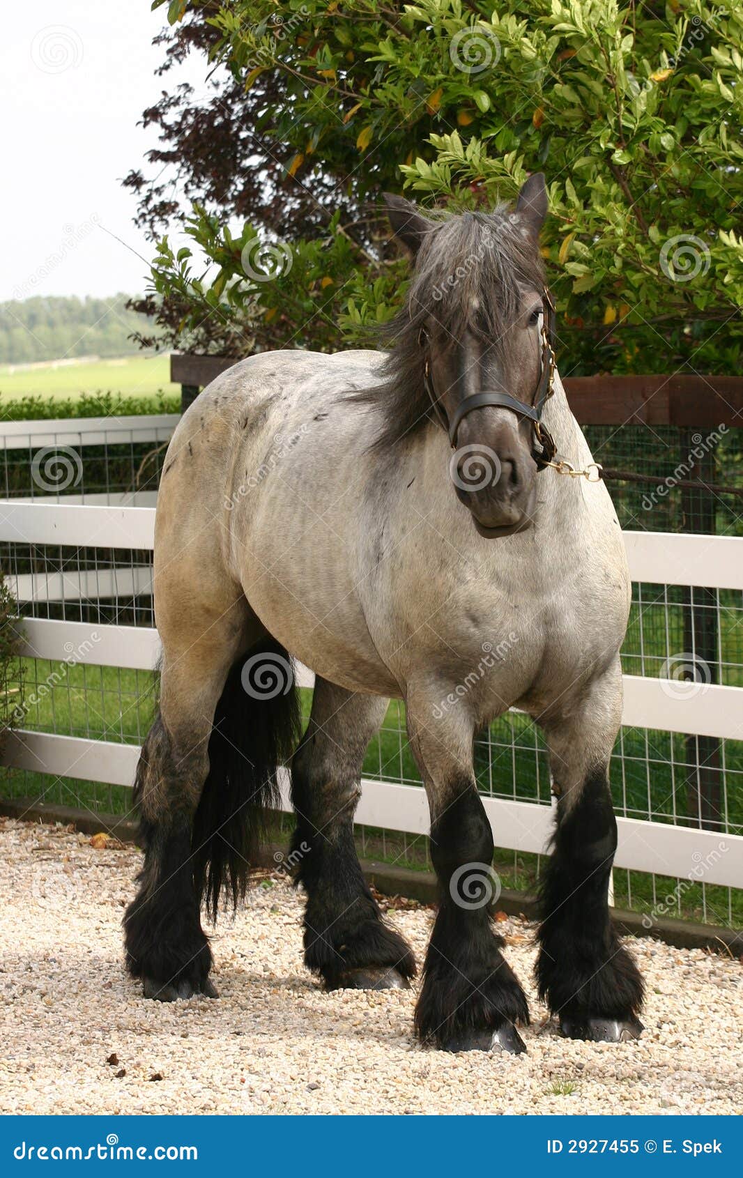 Draft horse stock image. Image of drafthorse, blackfoto - 2927455