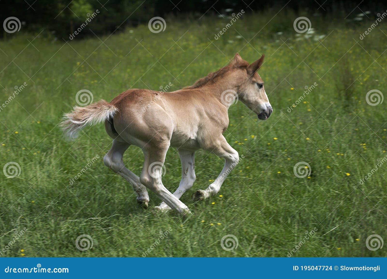 Draft Horse, Foal Galloping through Meadow Stock Photo - Image of foal ...