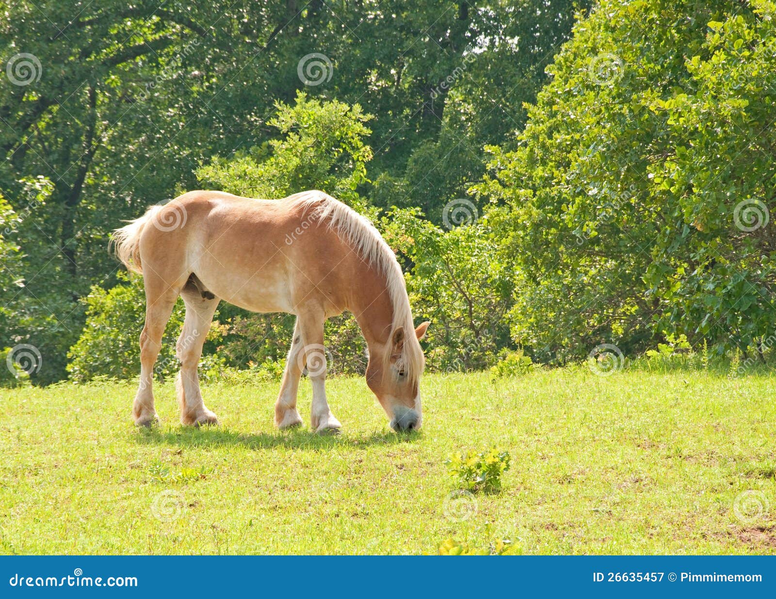 Draft Horse Grazing in Green Spring Pasture Stock Image - Image of ...