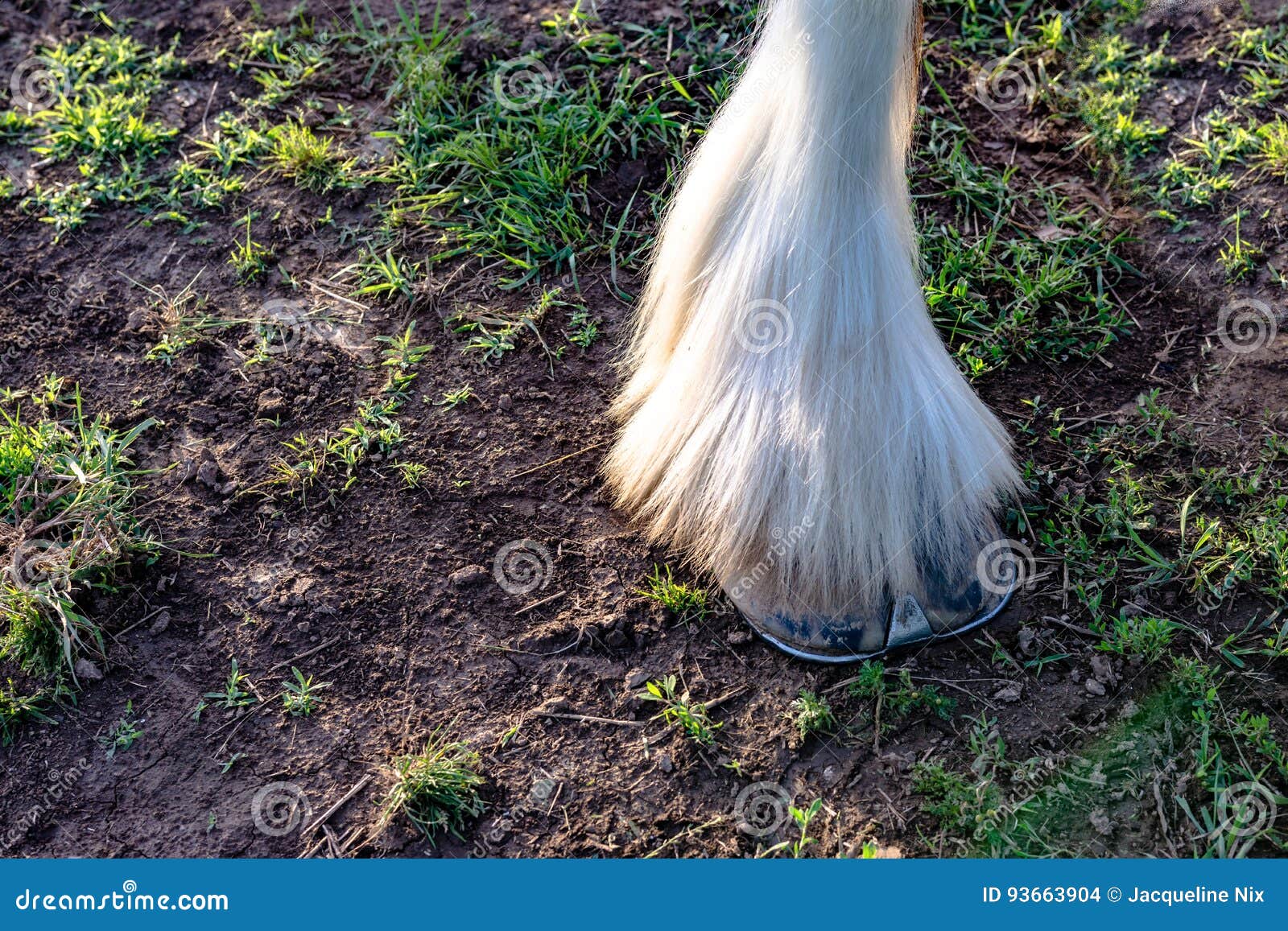 Draft horse hoof stock photo. Image of grass, farm, farrier - 93663904