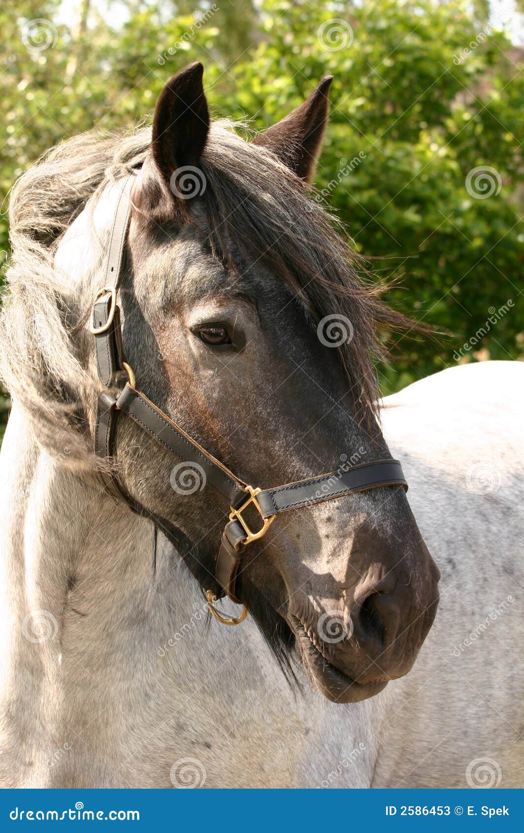 Draft horse portrait stock image. Image of portrait, horsehead - 2586453
