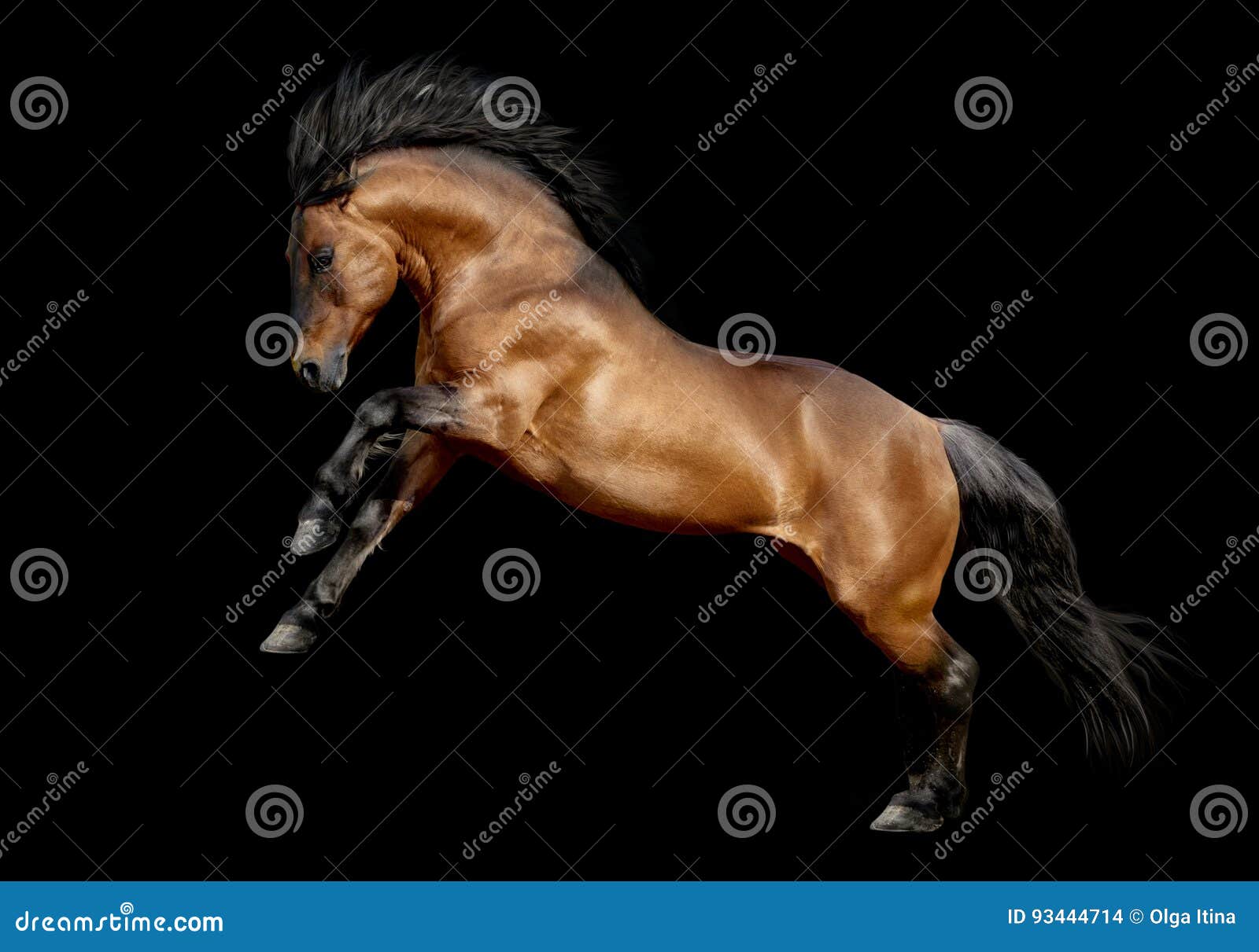 Draft Horse Rearing Isolated on Black Stock Photo - Image of jump ...