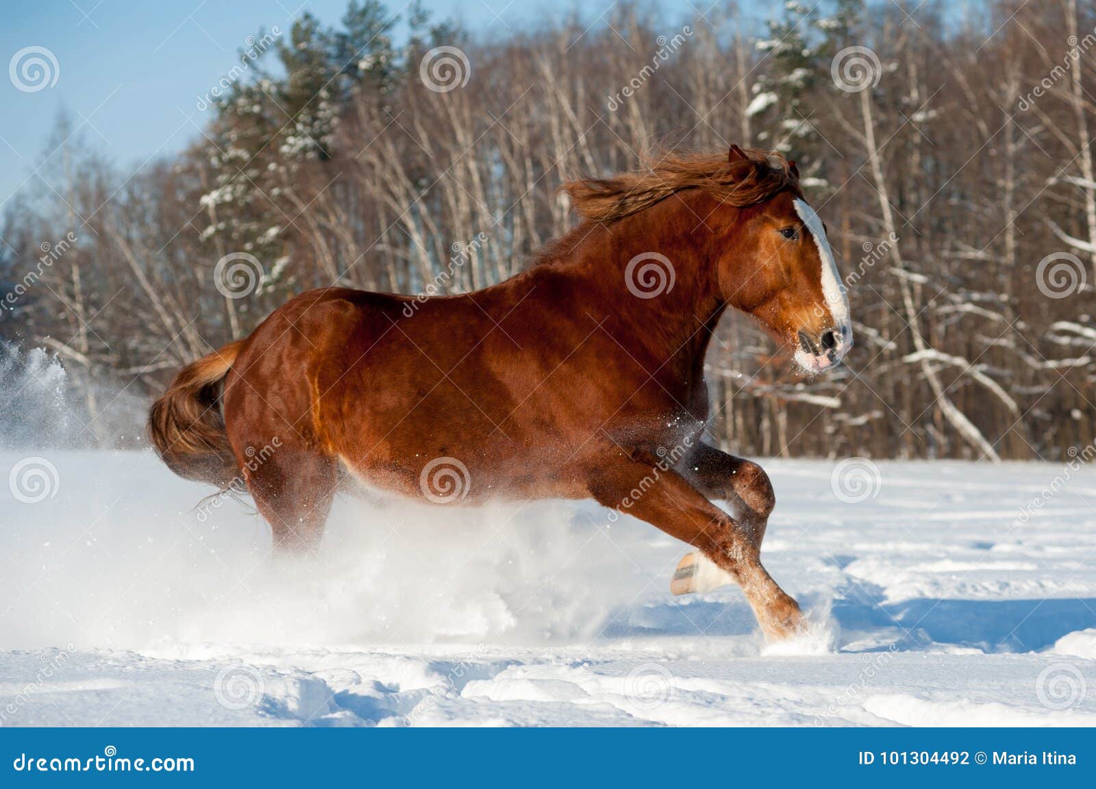 Draft horse running stock photo. Image of grey, equestrian - 101304492