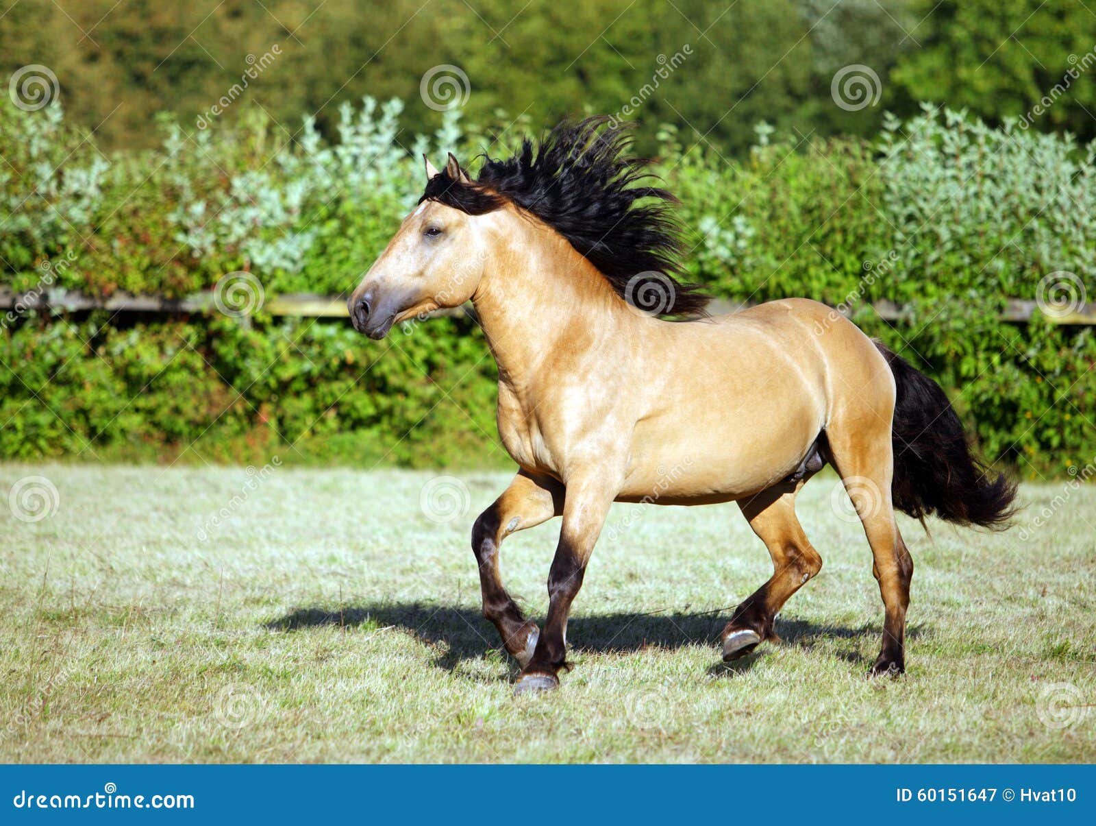 Draft Horse Runs Gallop on the Meadow Stock Image - Image of draft ...