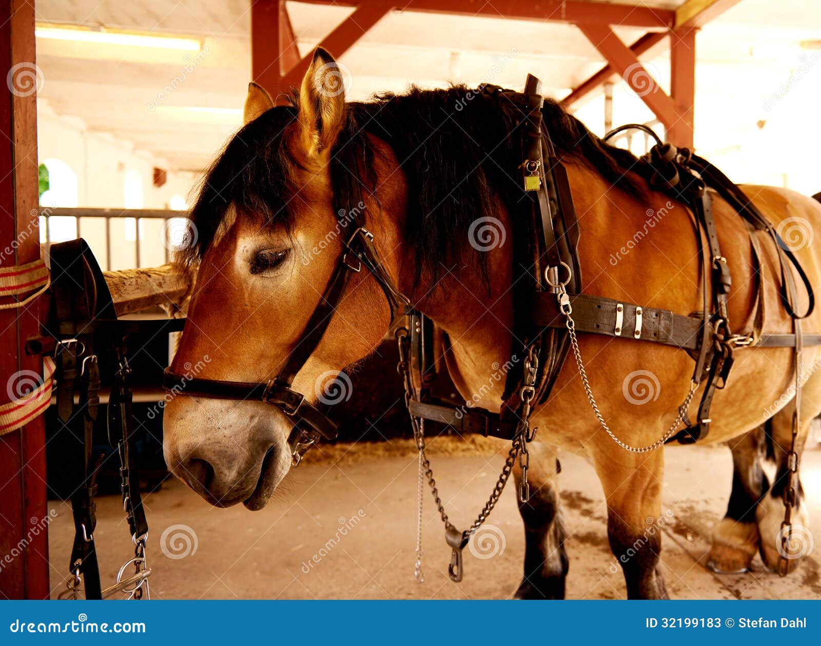 Draft Horse Standing in a Stable Stock Image - Image of brown ...