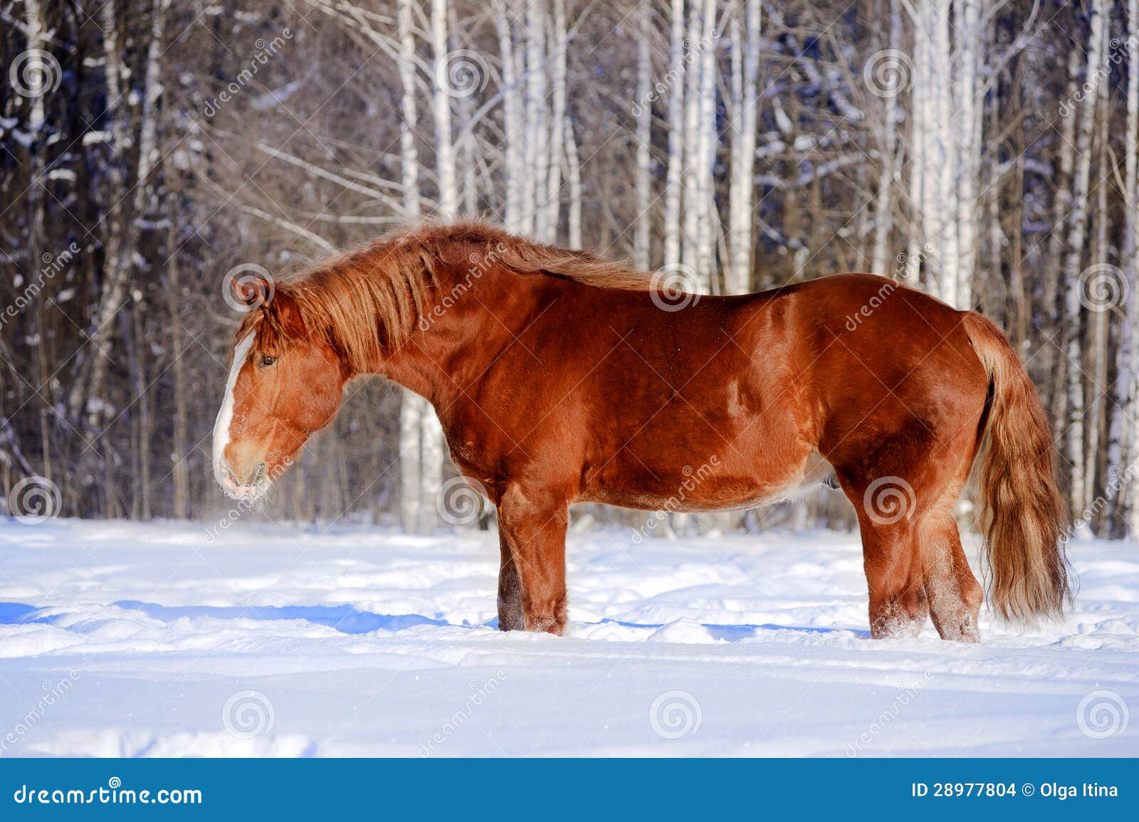 Draft Horse in Winter Portrait Stock Photo - Image of equine, head ...