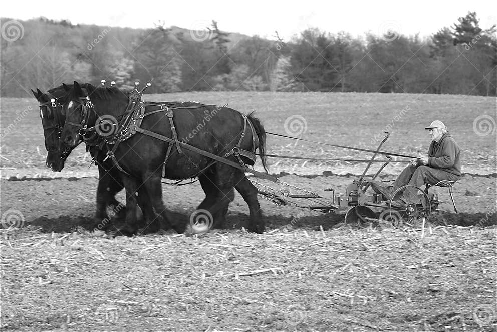 Draft Horses stock image. Image of apparatus, spring - 14023577