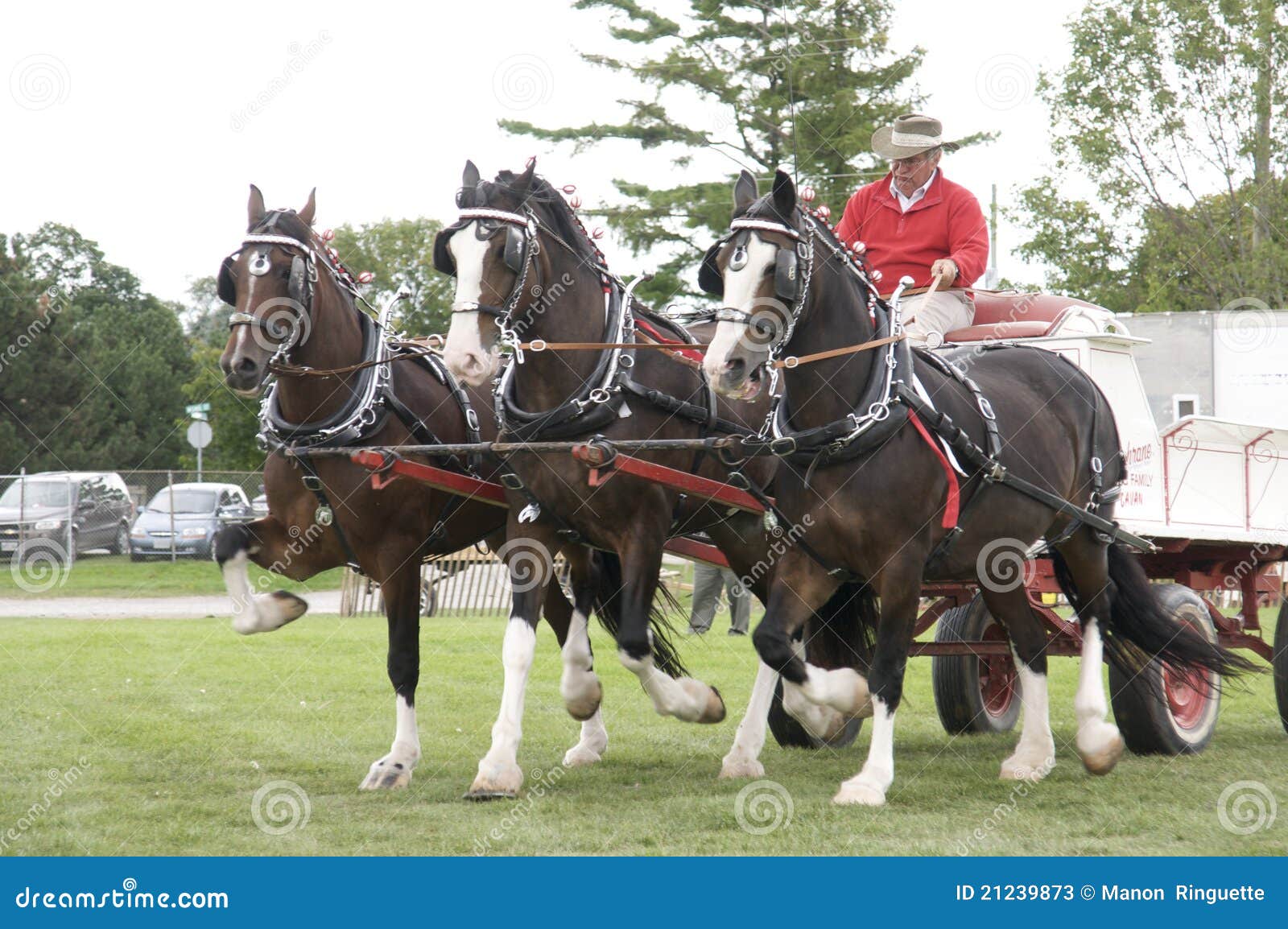 Draft Horses at Agricultural Fair Editorial Stock Photo - Image of ...