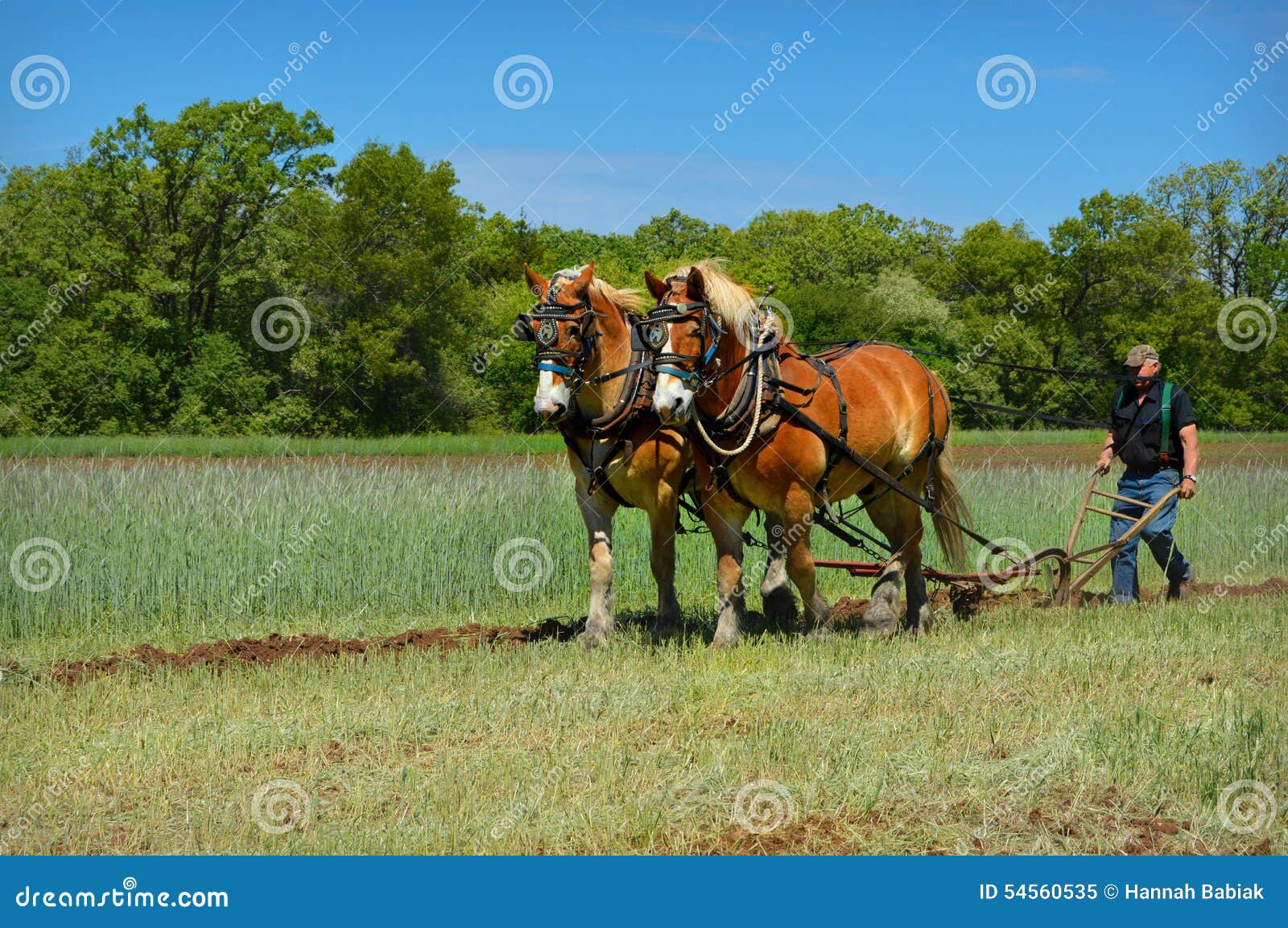 Work Horses Plowing