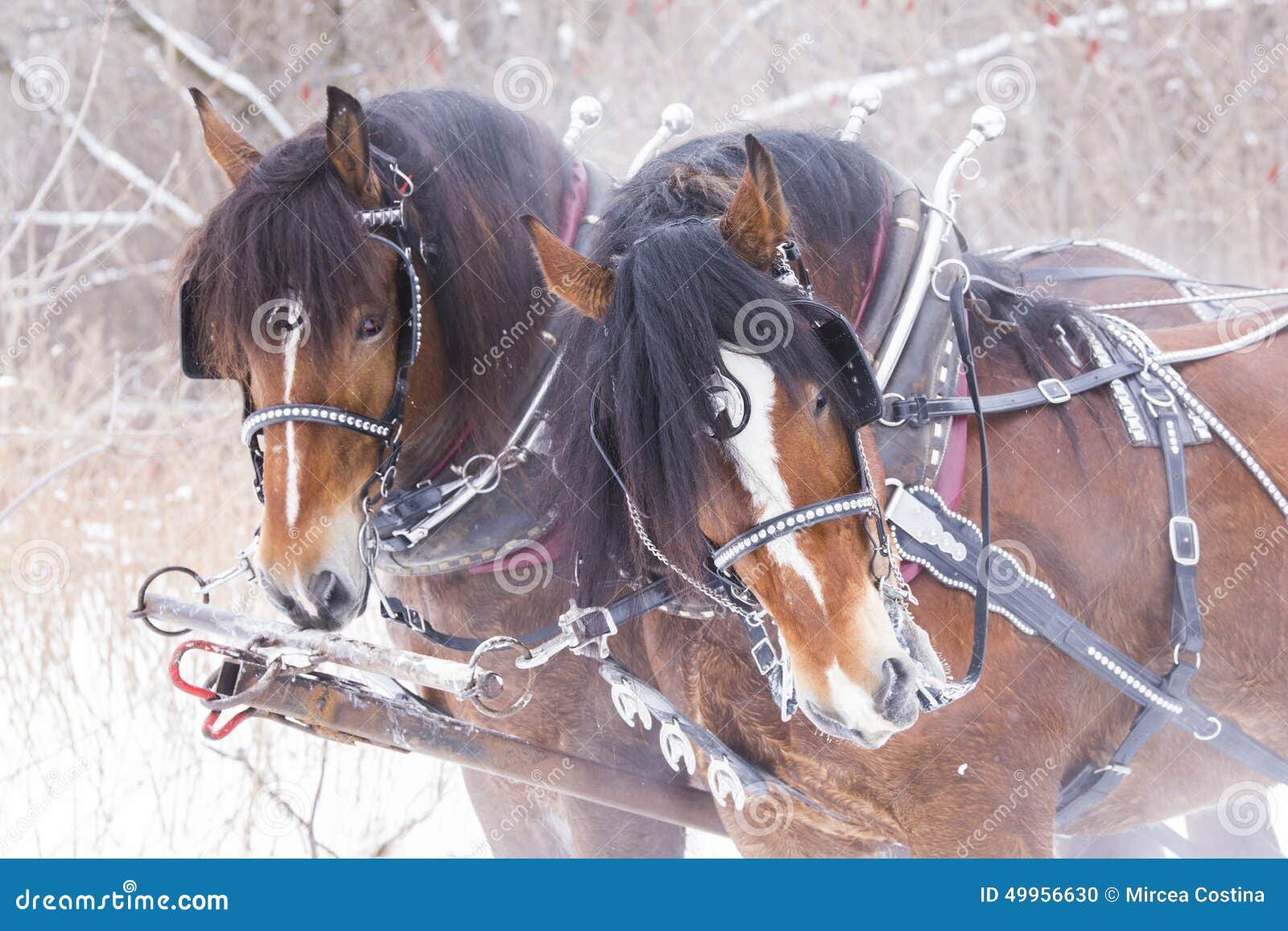 Draft horses portrait stock photo. Image of carriage - 49956630