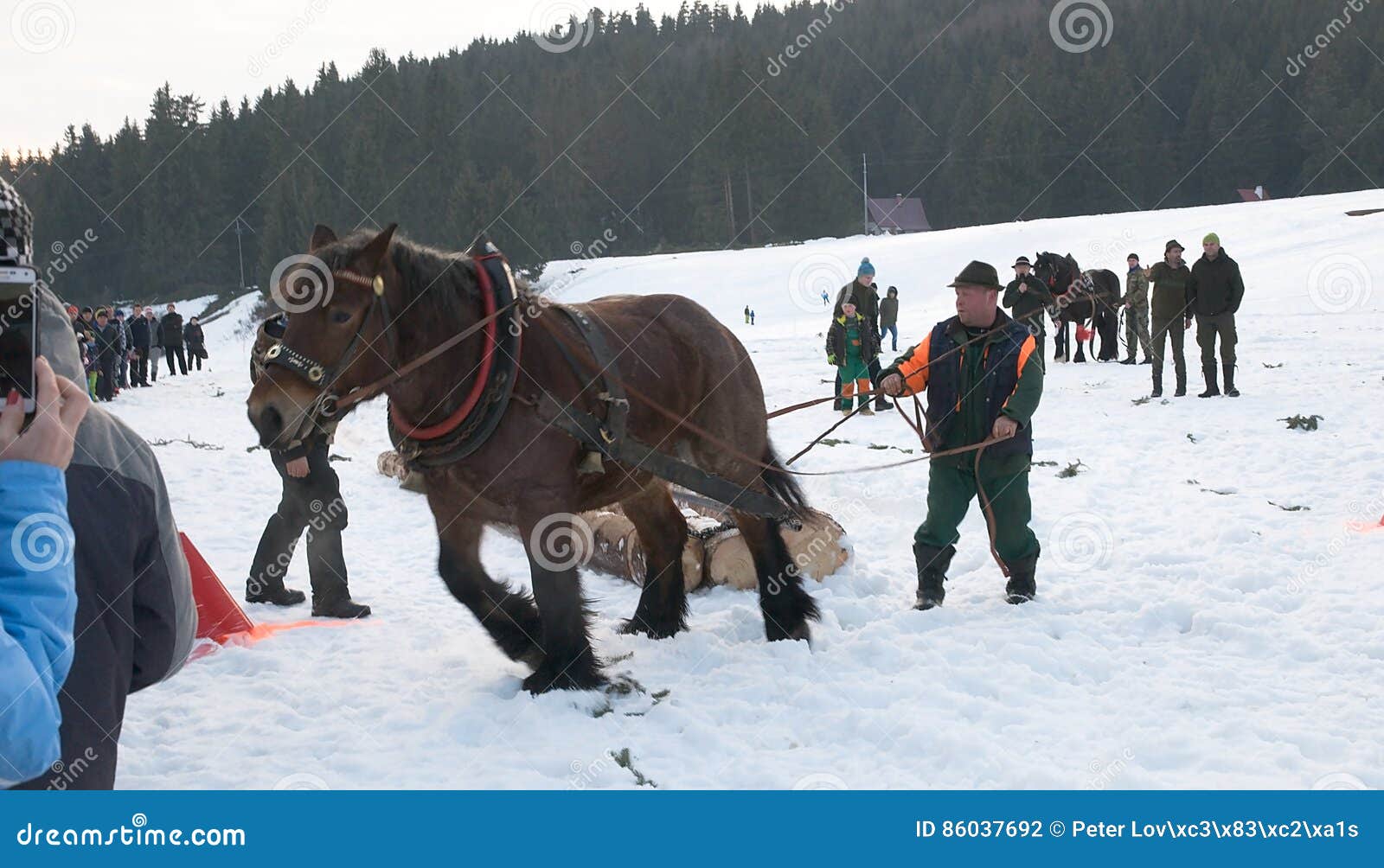 Draft horses race editorial photography. Image of mammal - 86037692