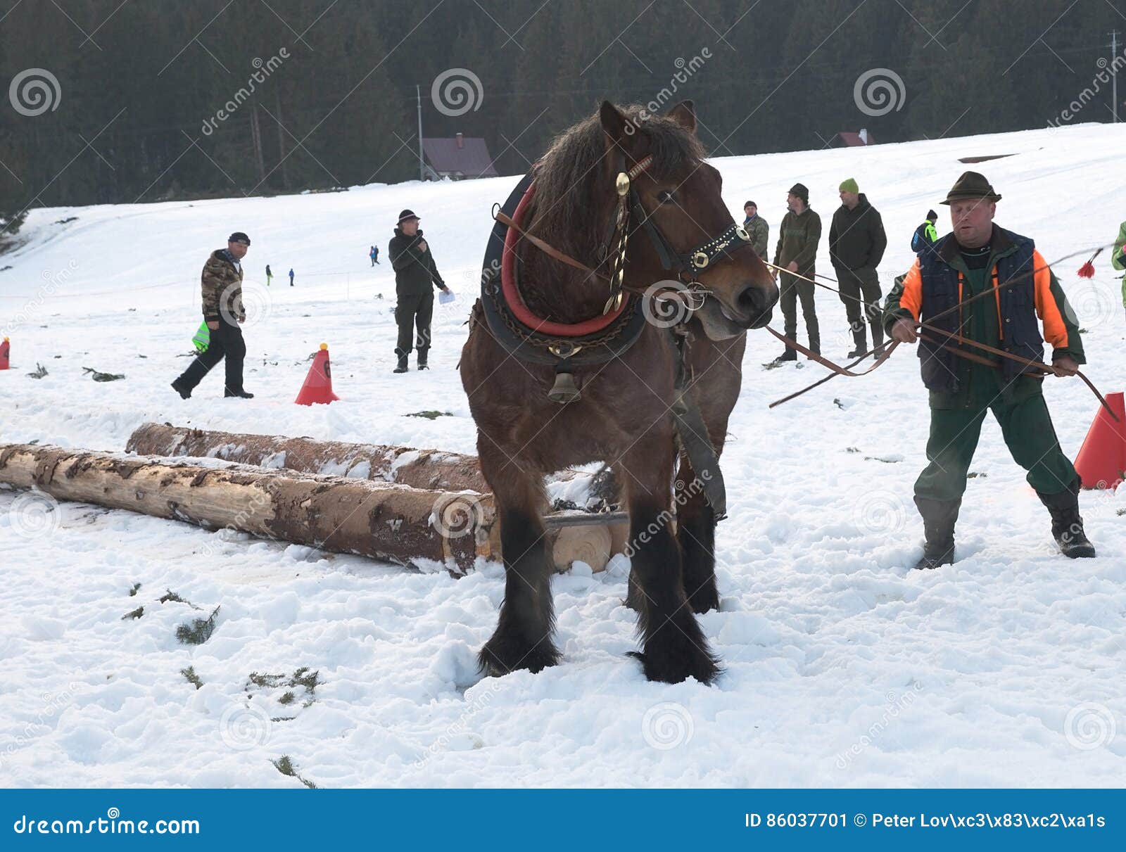Draft horses race editorial photo. Image of cart, draught - 86037701