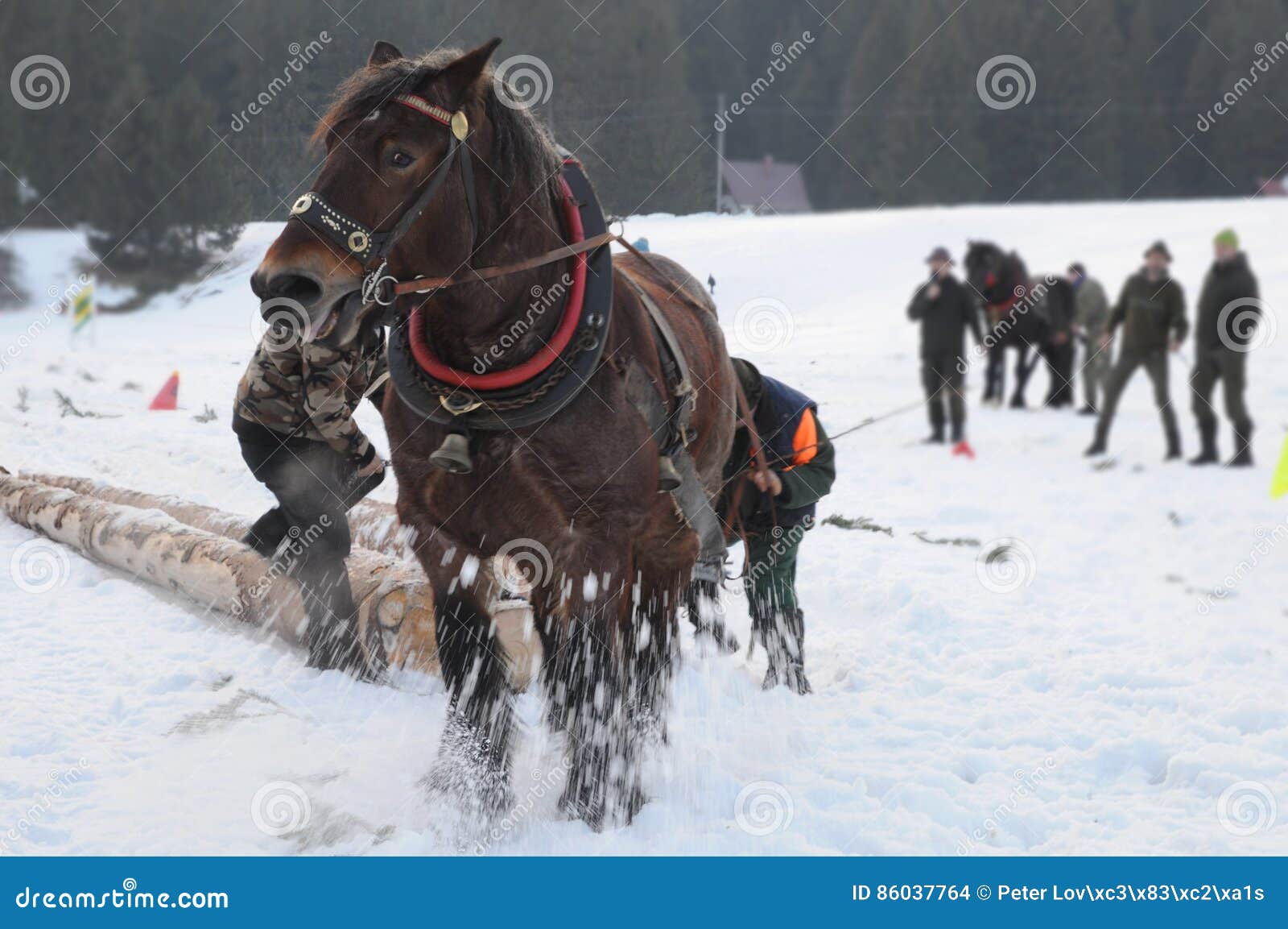 Draft horses race editorial stock image. Image of ferus - 86037764