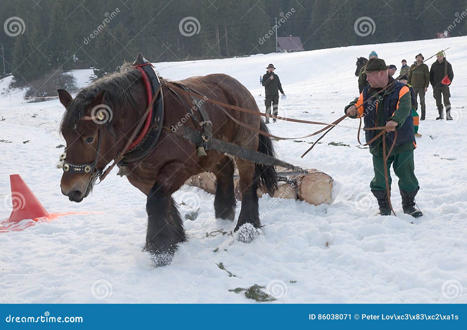 Draft horses race editorial photo. Image of caballus - 86038071