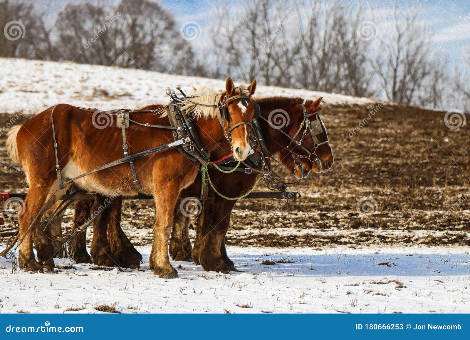 Draft Horses at Rest on a Sunny Winter Day. Stock Image - Image of ...