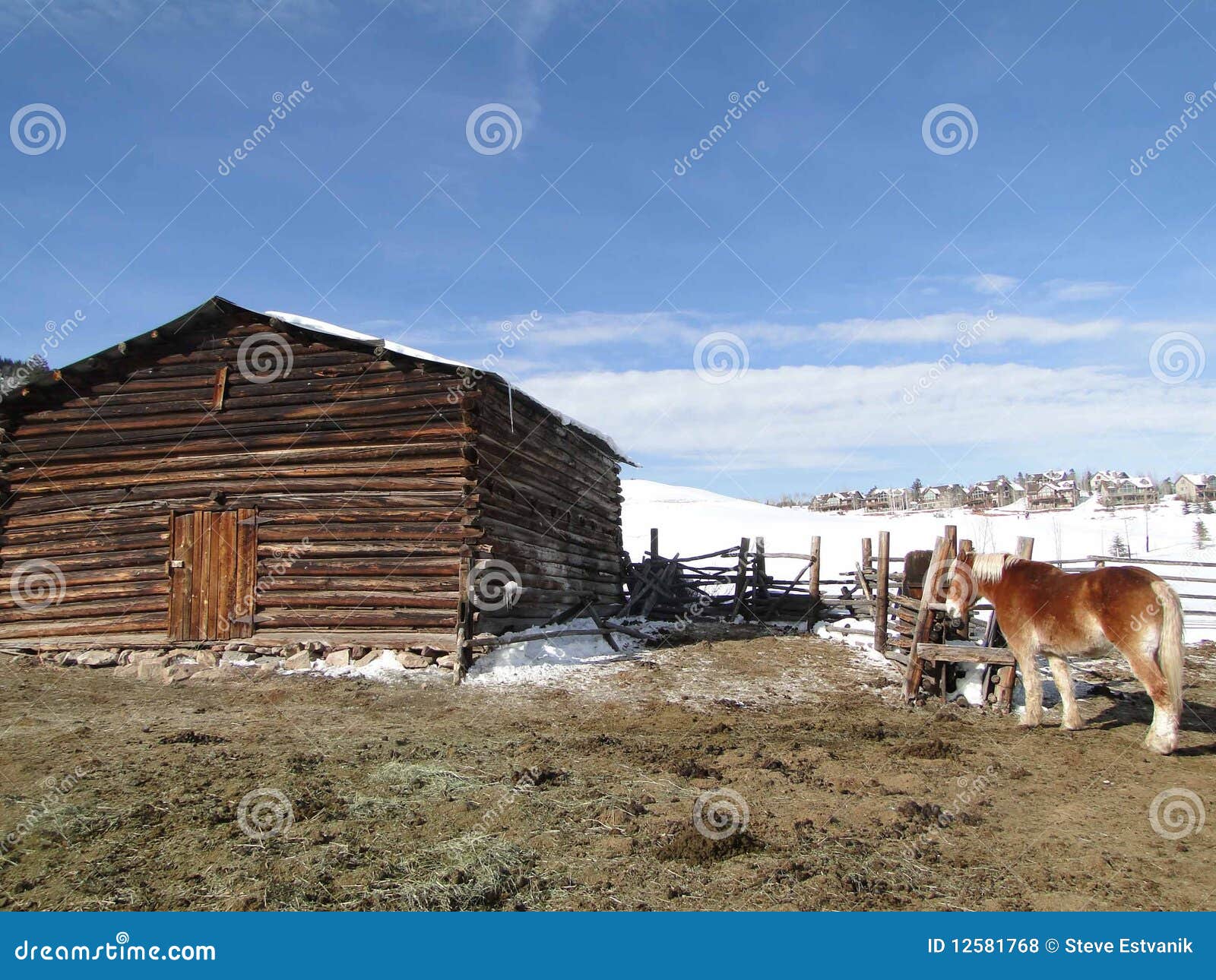 Draft Horses in Stable Yard Stock Photo - Image of blue, draft: 12581768